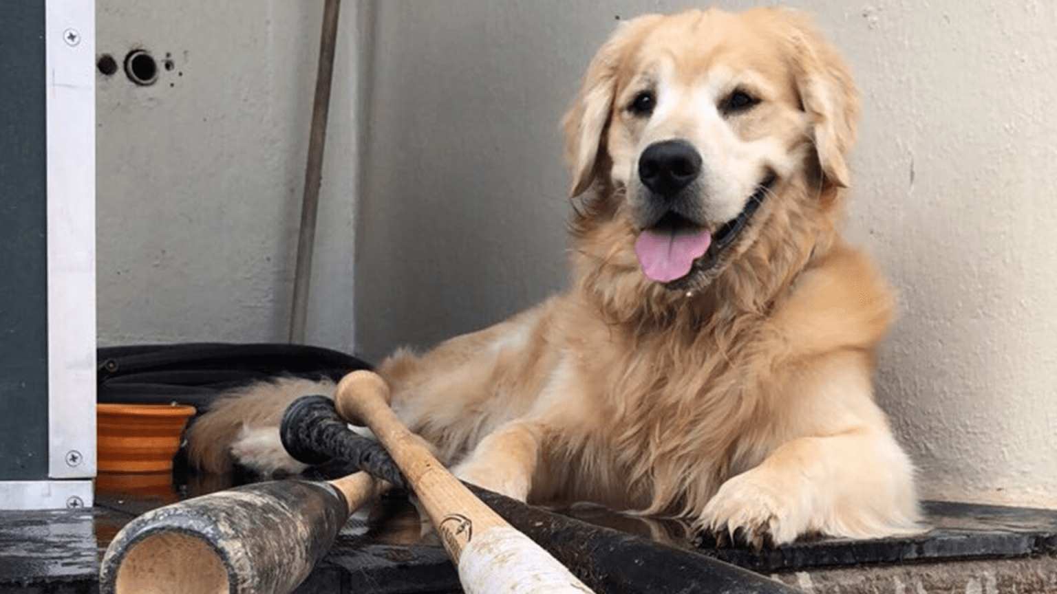 Milo The Bat Dog | Red Wings