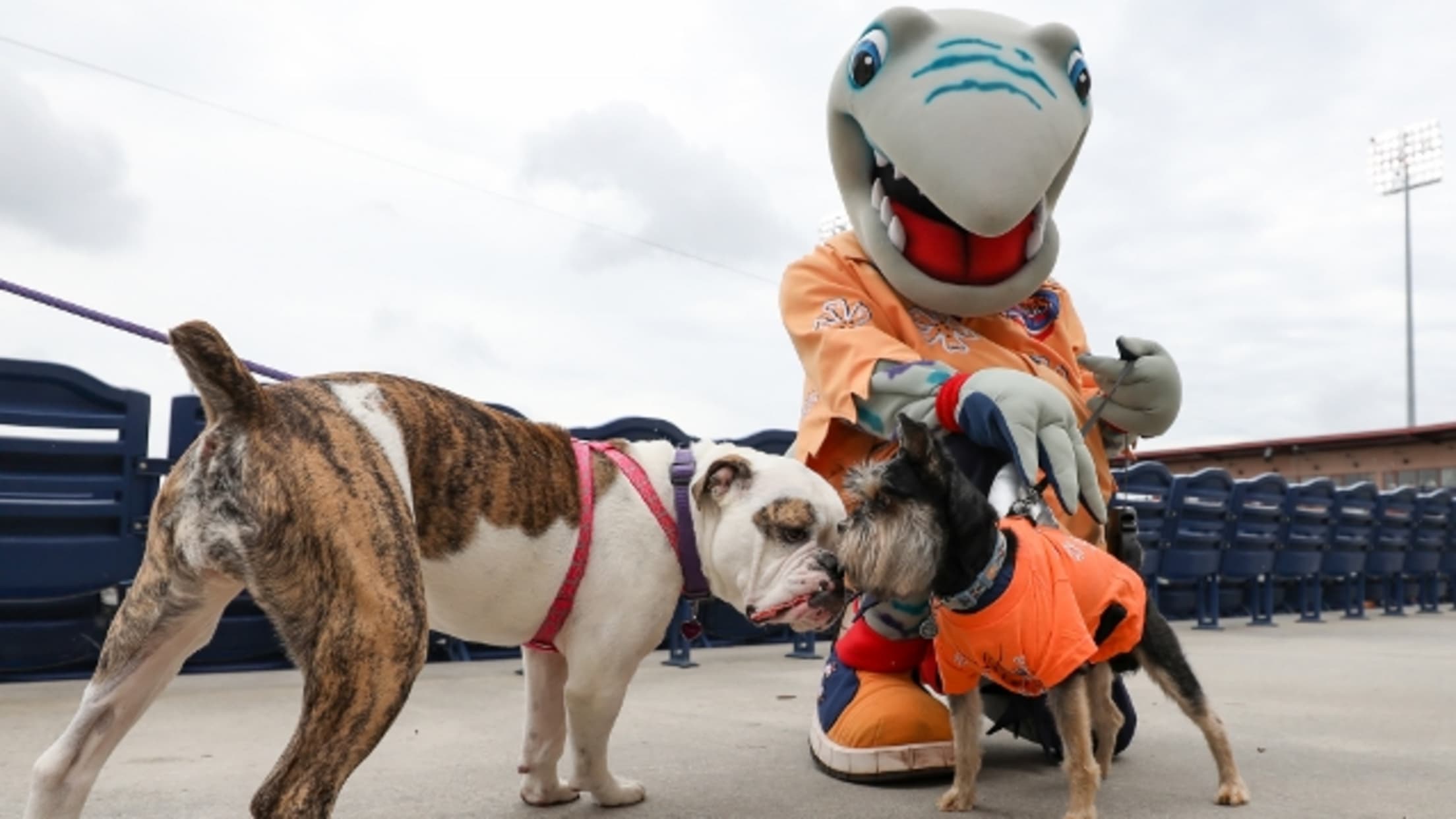 threshers | Threshers