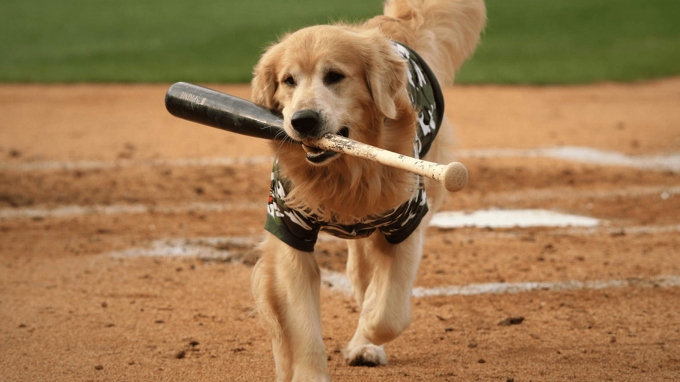 Milo The Bat Dog | Red Wings