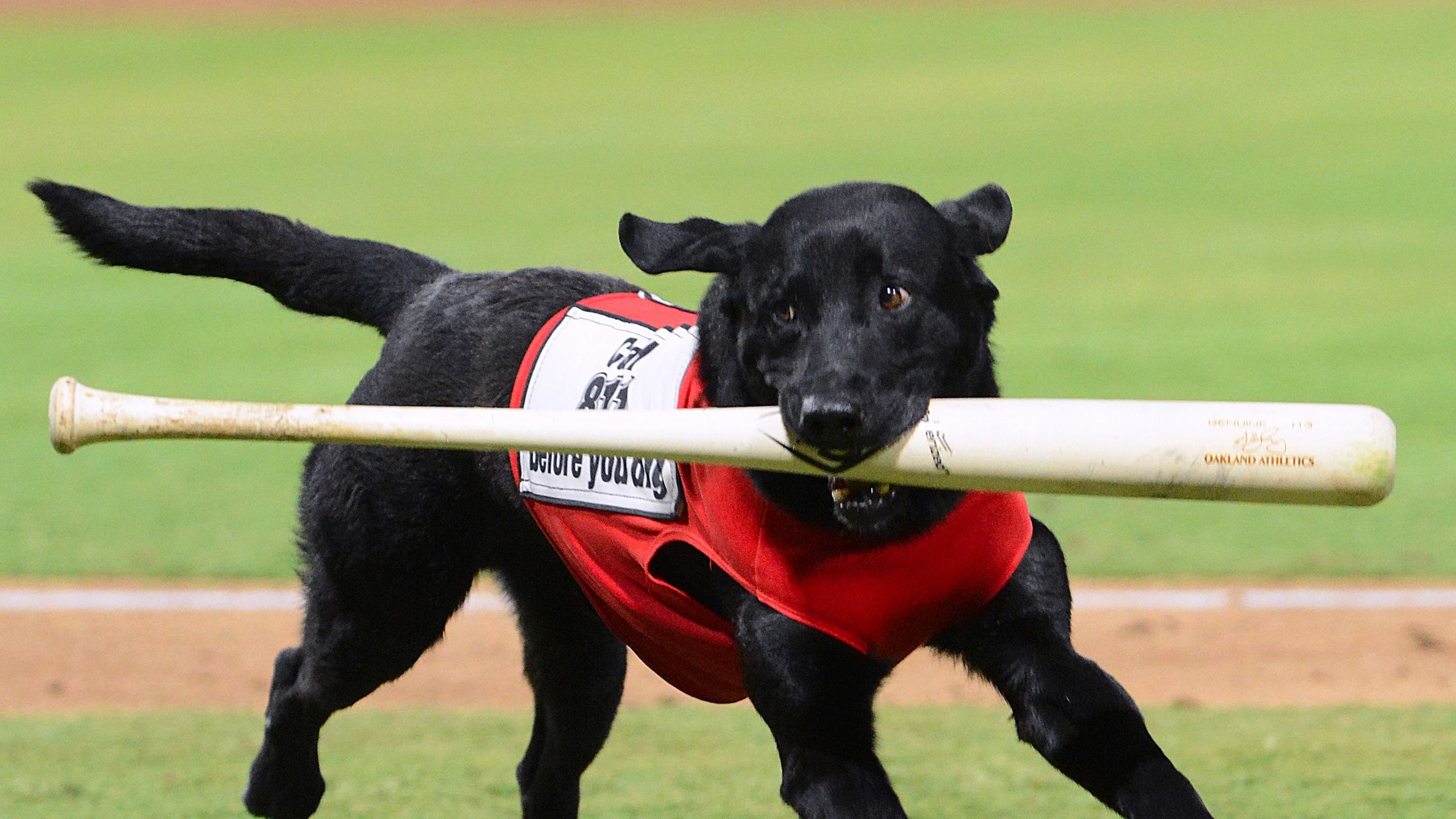 FINN The Bat Dog Returns to Las Vegas Aviators® Professional Baseball ...