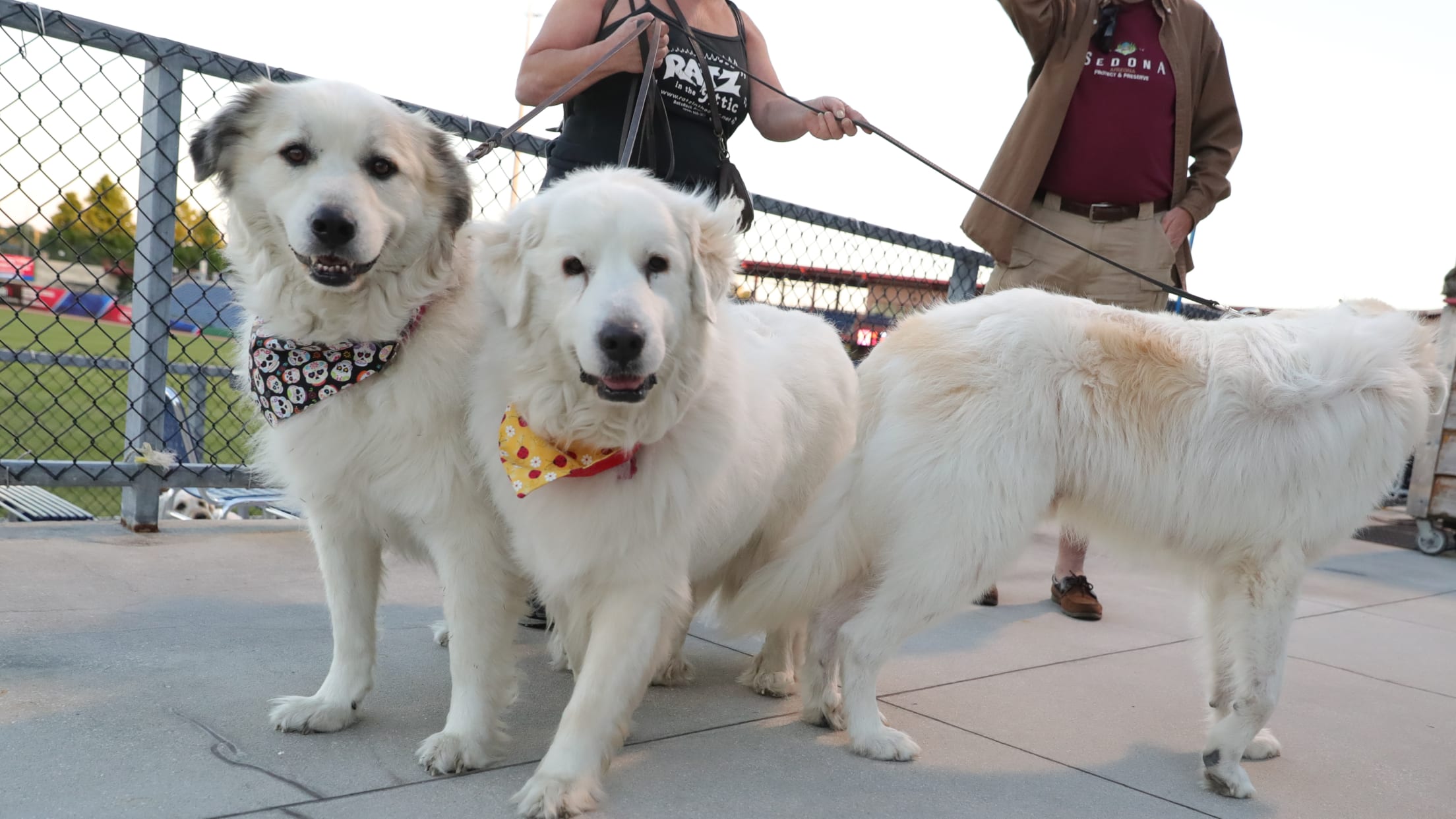 threshers | Threshers