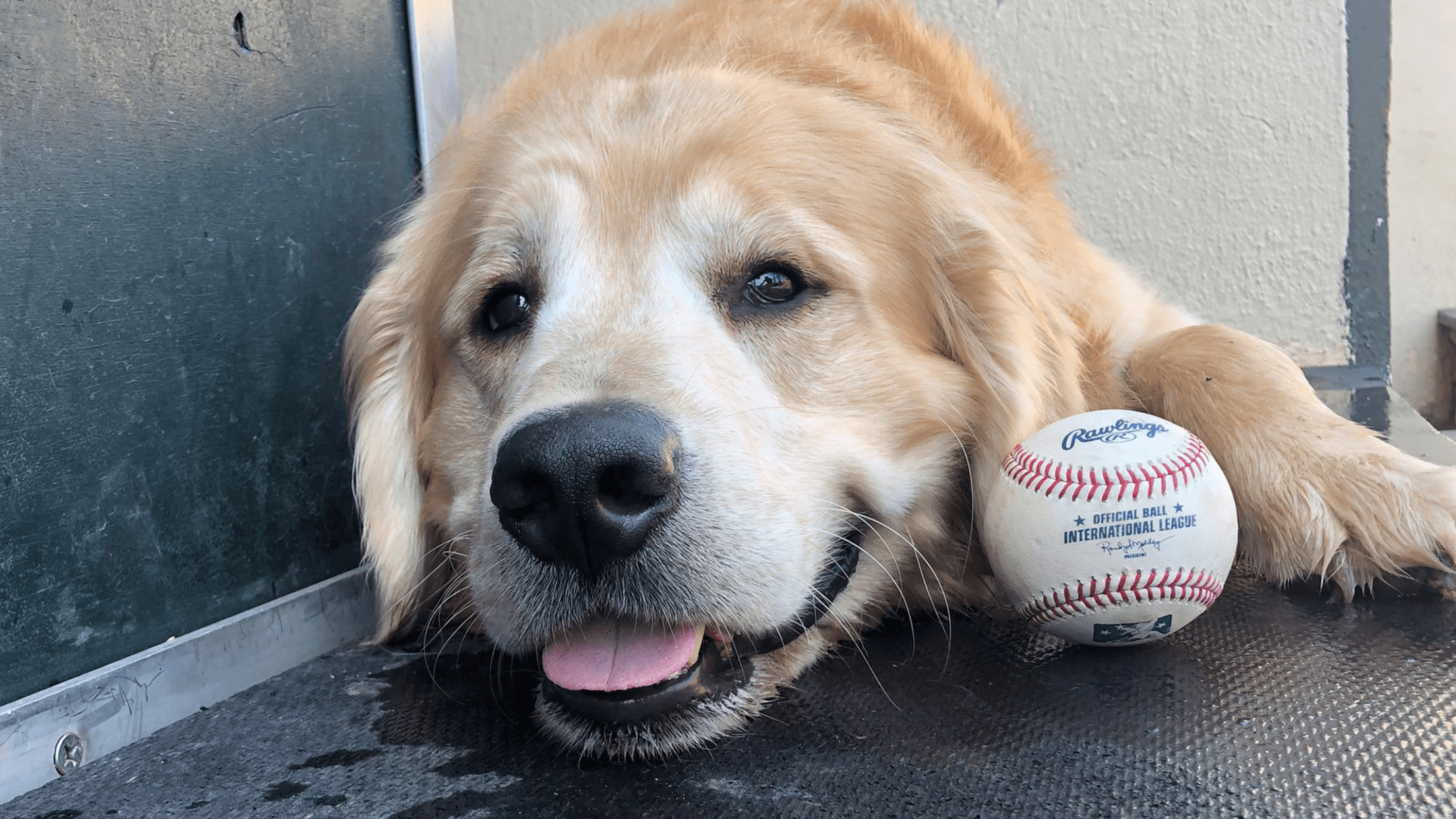 Milo The Bat Dog | Red Wings