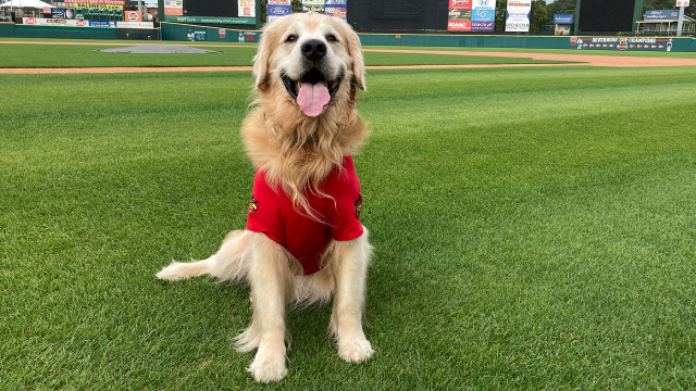 Milo The Bat Dog | Red Wings