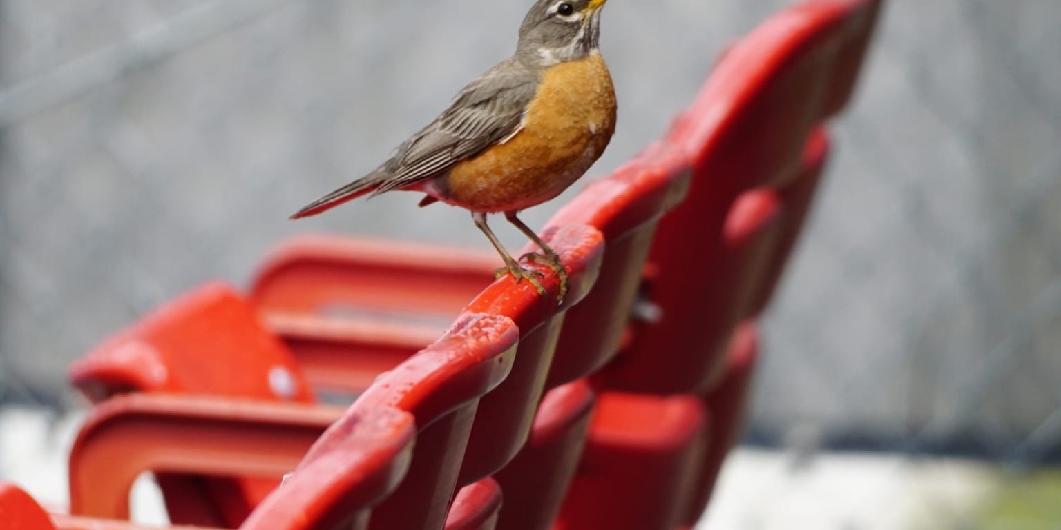 Birds of the Ballpark: American Robin | MiLB.com