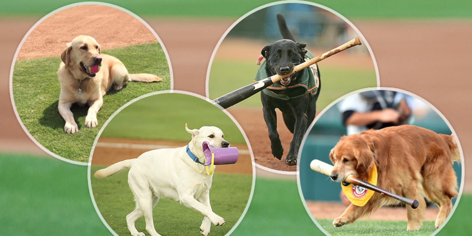 Throughout the Minor Leagues, ballpark dogs a beloved presence | MiLB.com