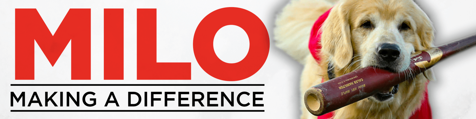 Milo The Bat Dog | Red Wings