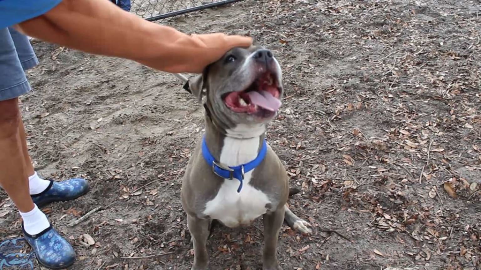 Bark in the Park AWL Feature | 05/17/2017 | MiLB.com