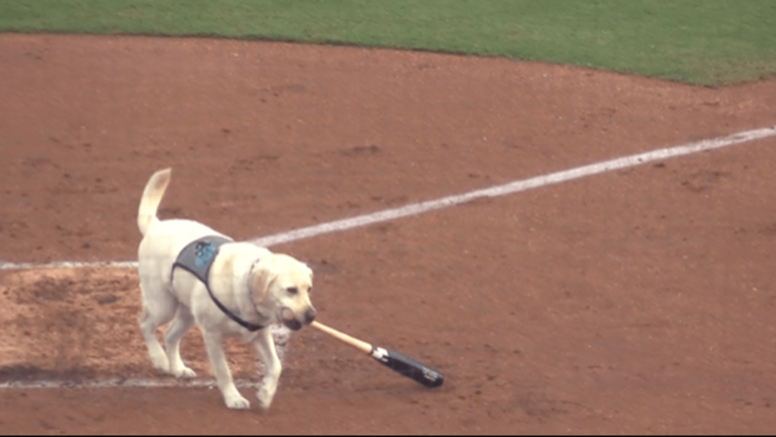Bat dog Slider retrieves bats | 08/14/2021 | Pelicans