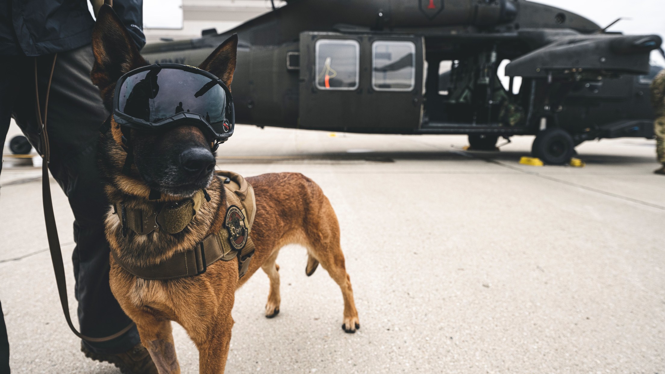 Dragons Hometown Heroes Program Honors Military Working Dog Handlers of ...