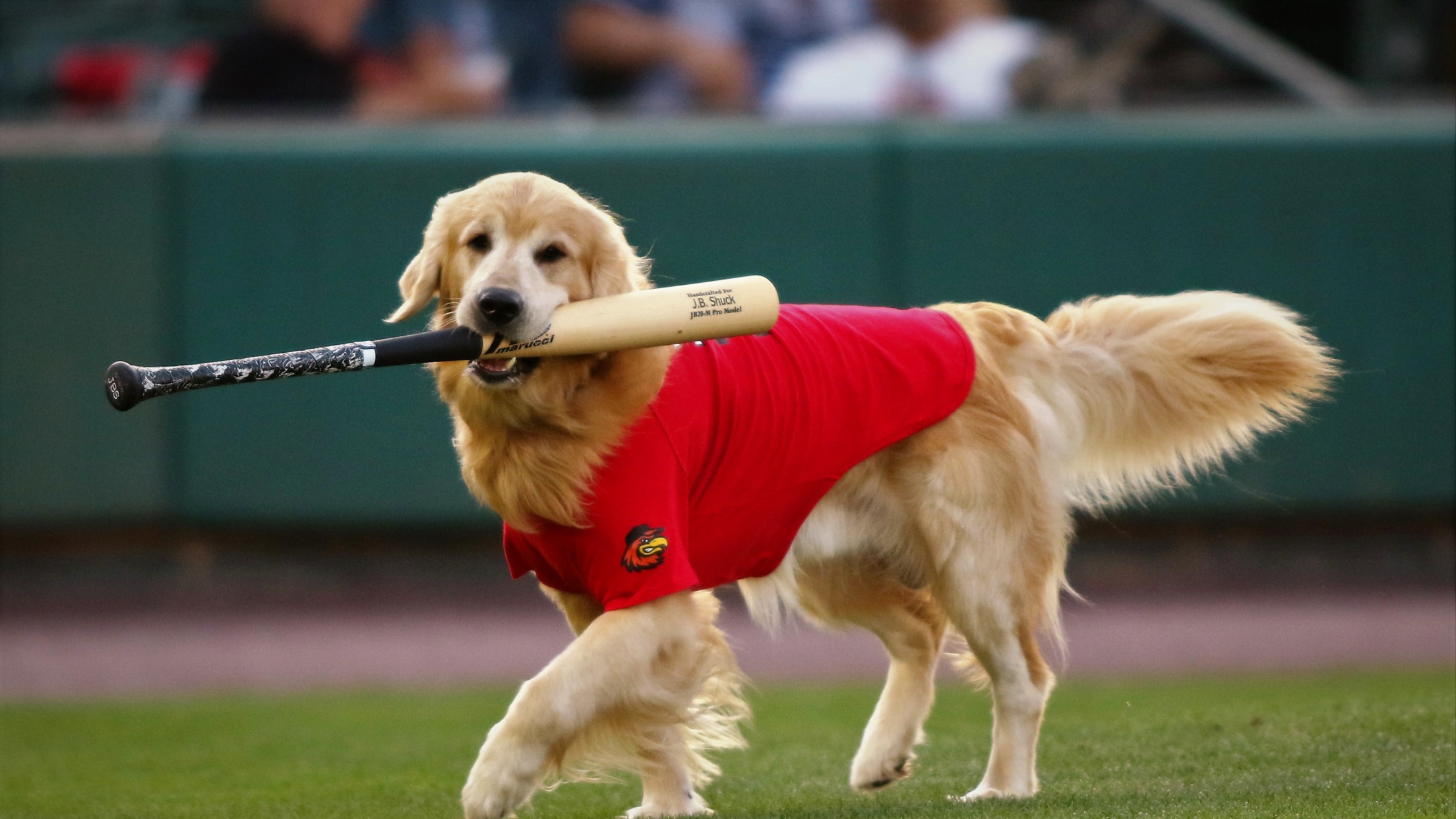 Rochester Red Wings remember Milo the bat dog | MiLB.com