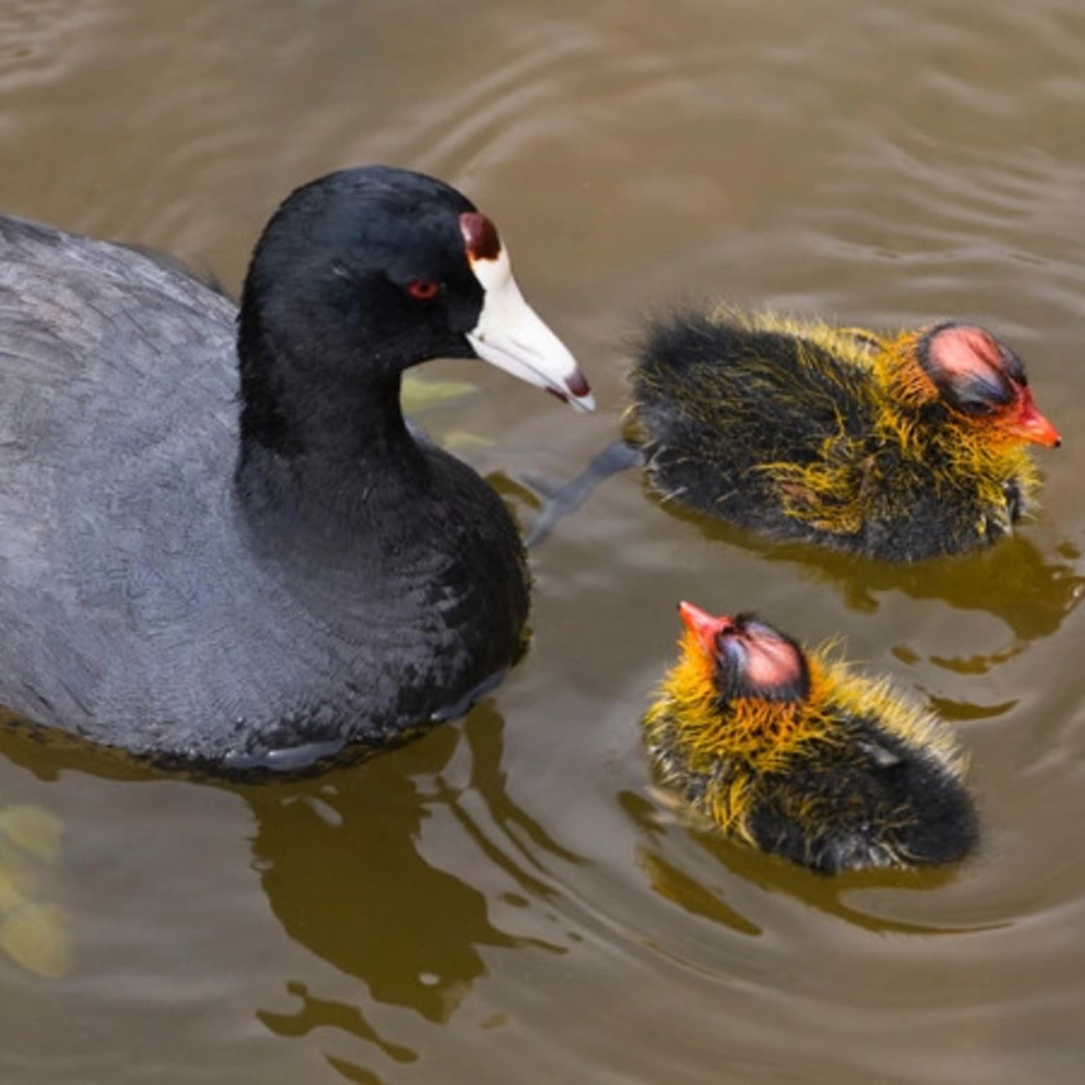 Fifth Third Field | Mud Hens