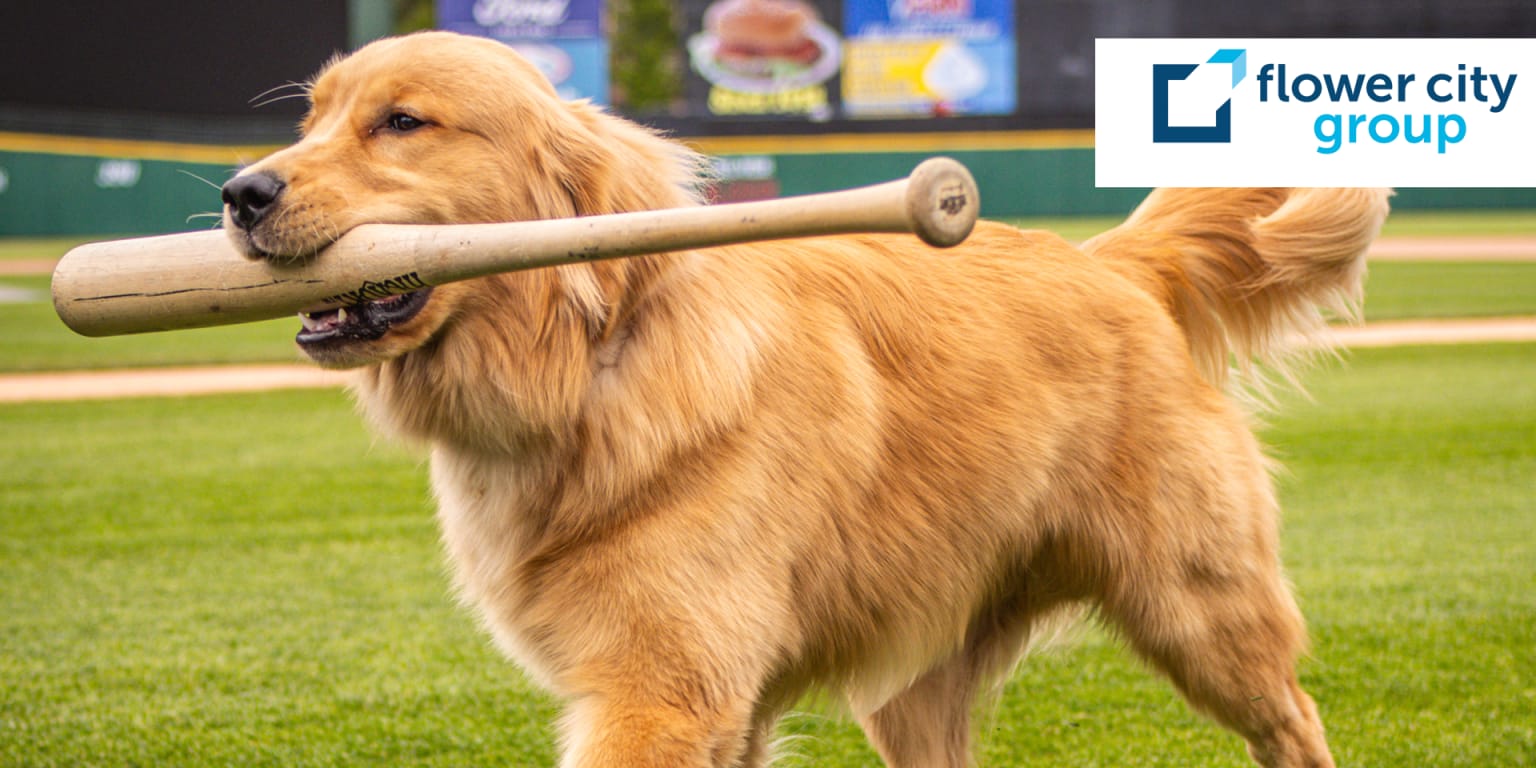 BRUCE THE BAT DOG TO MAKE RED WINGS DEBUT | MiLB.com