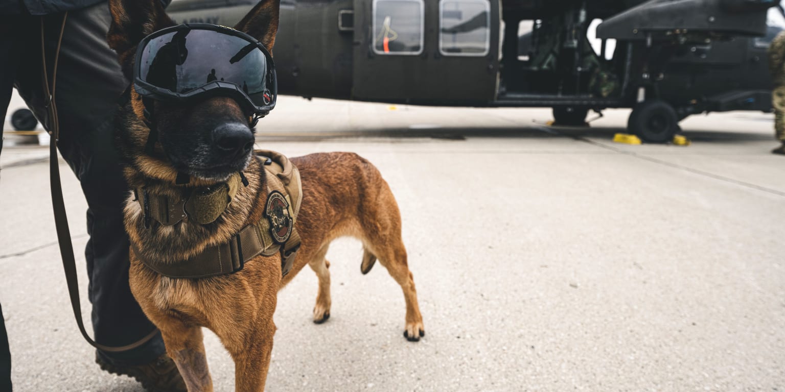 Dragons Hometown Heroes Program Honors Military Working Dog Handlers of ...