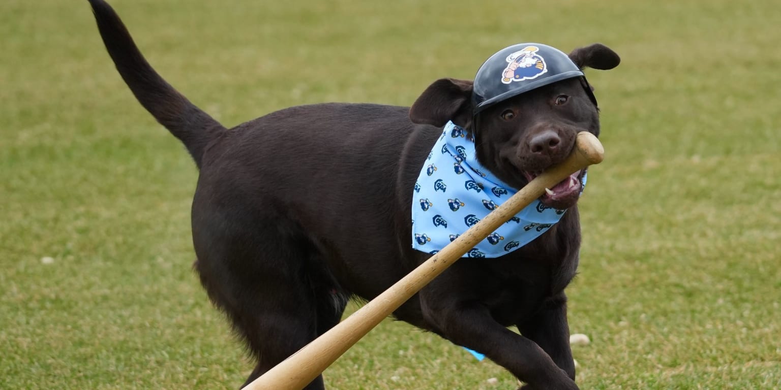 Lake County Captains Introduce New Bat Dog: Mokoro! | MiLB.com