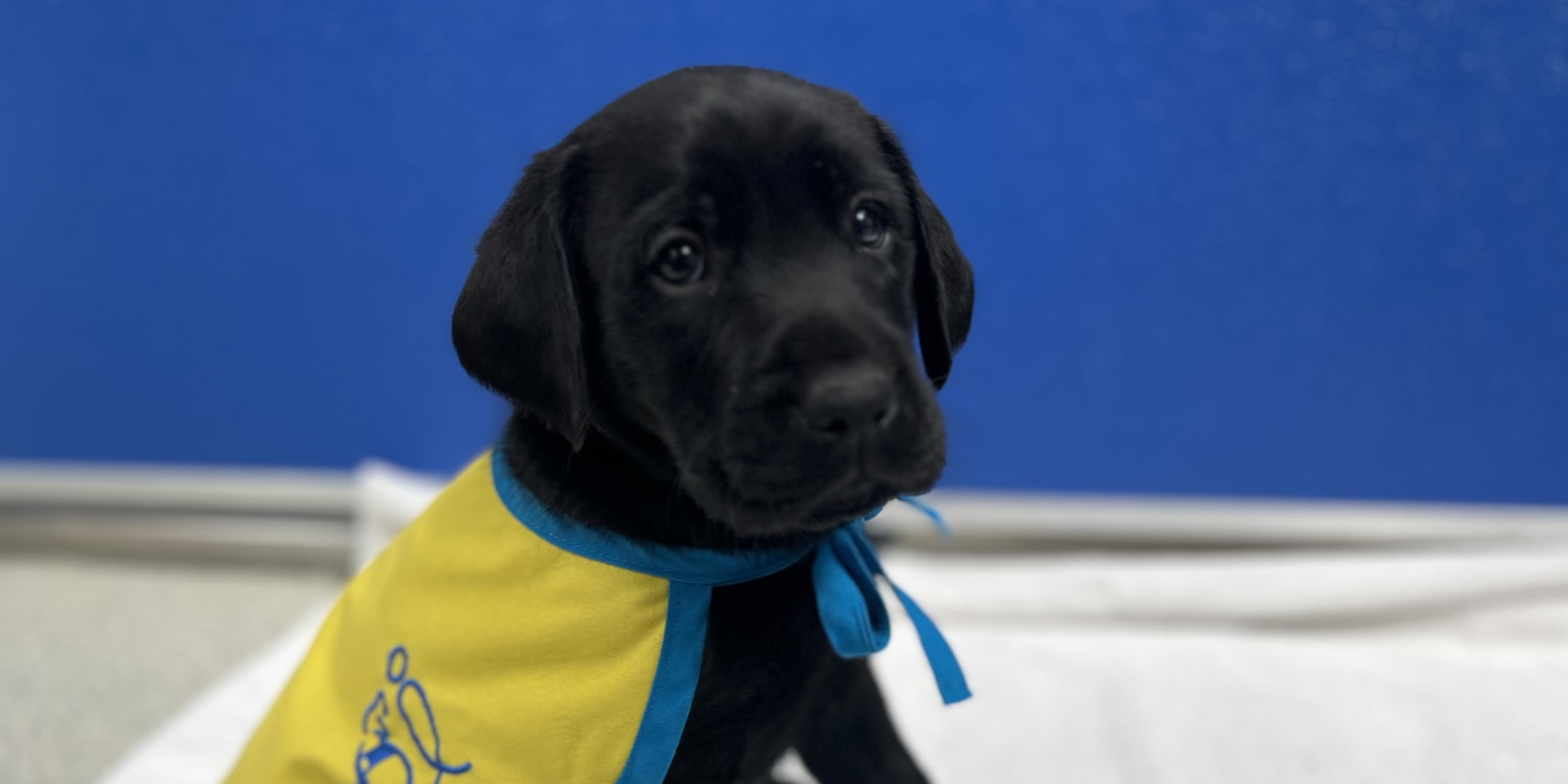 Puppy Voting | MiLB.com
