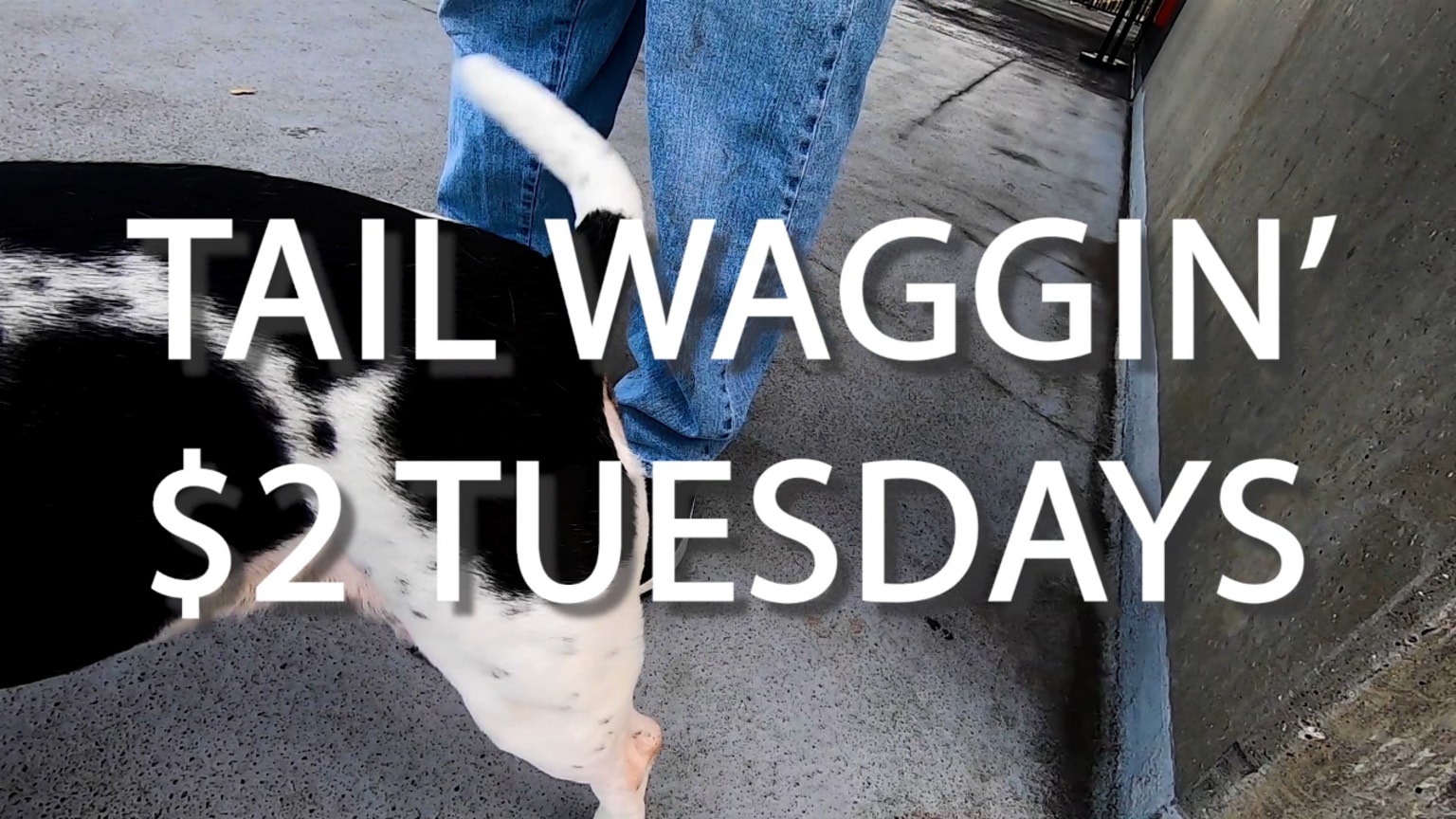 Tarpons Tail Waggin' Tuesdays | 03/25/2024 | MiLB.com