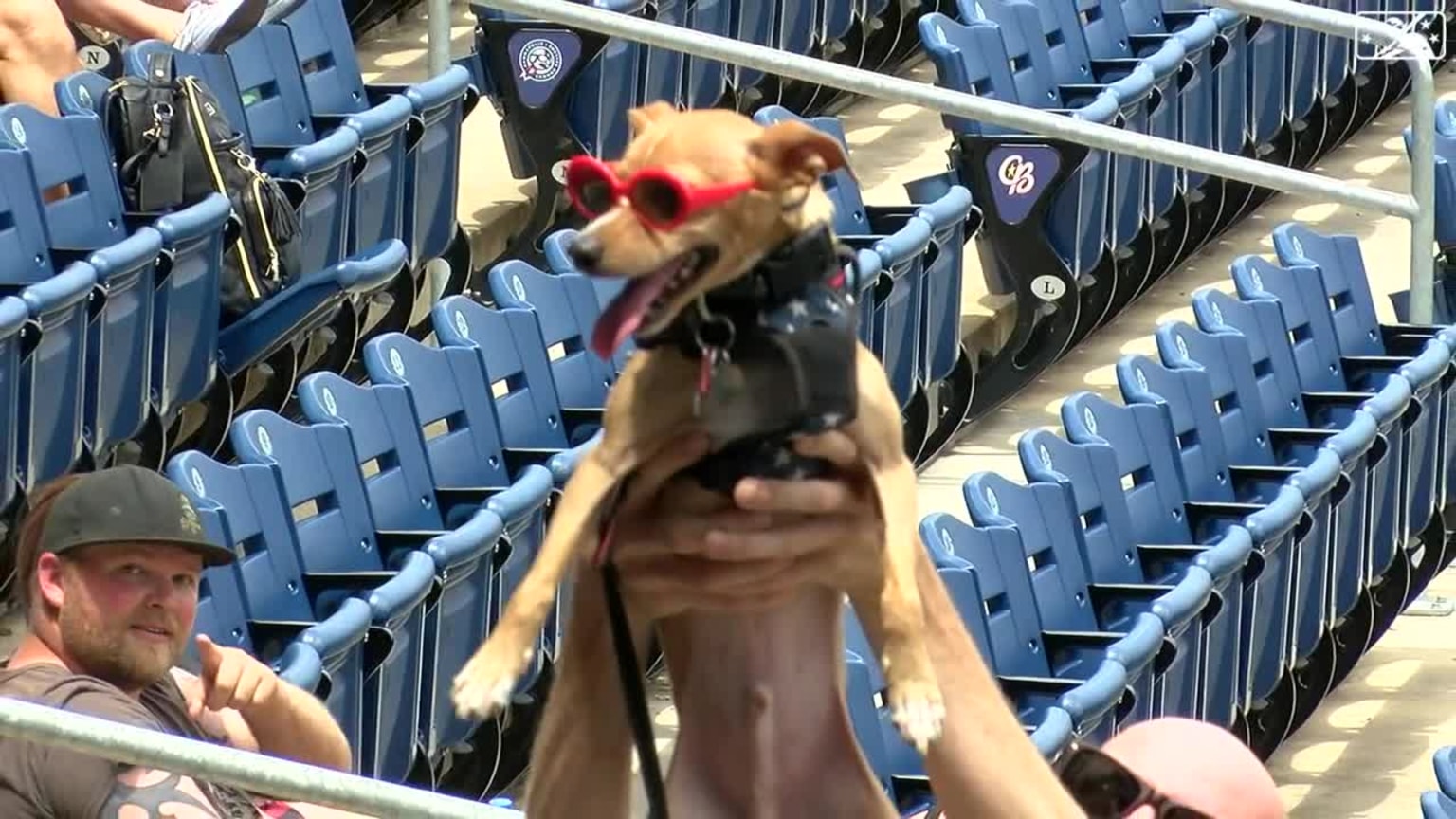 Fans with their dogs | 07/31/2023 | MiLB.com