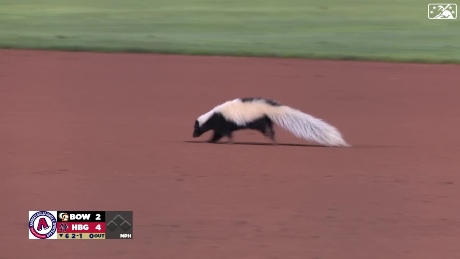 Skunk makes his way to the field | 09/13/2023 | Senators
