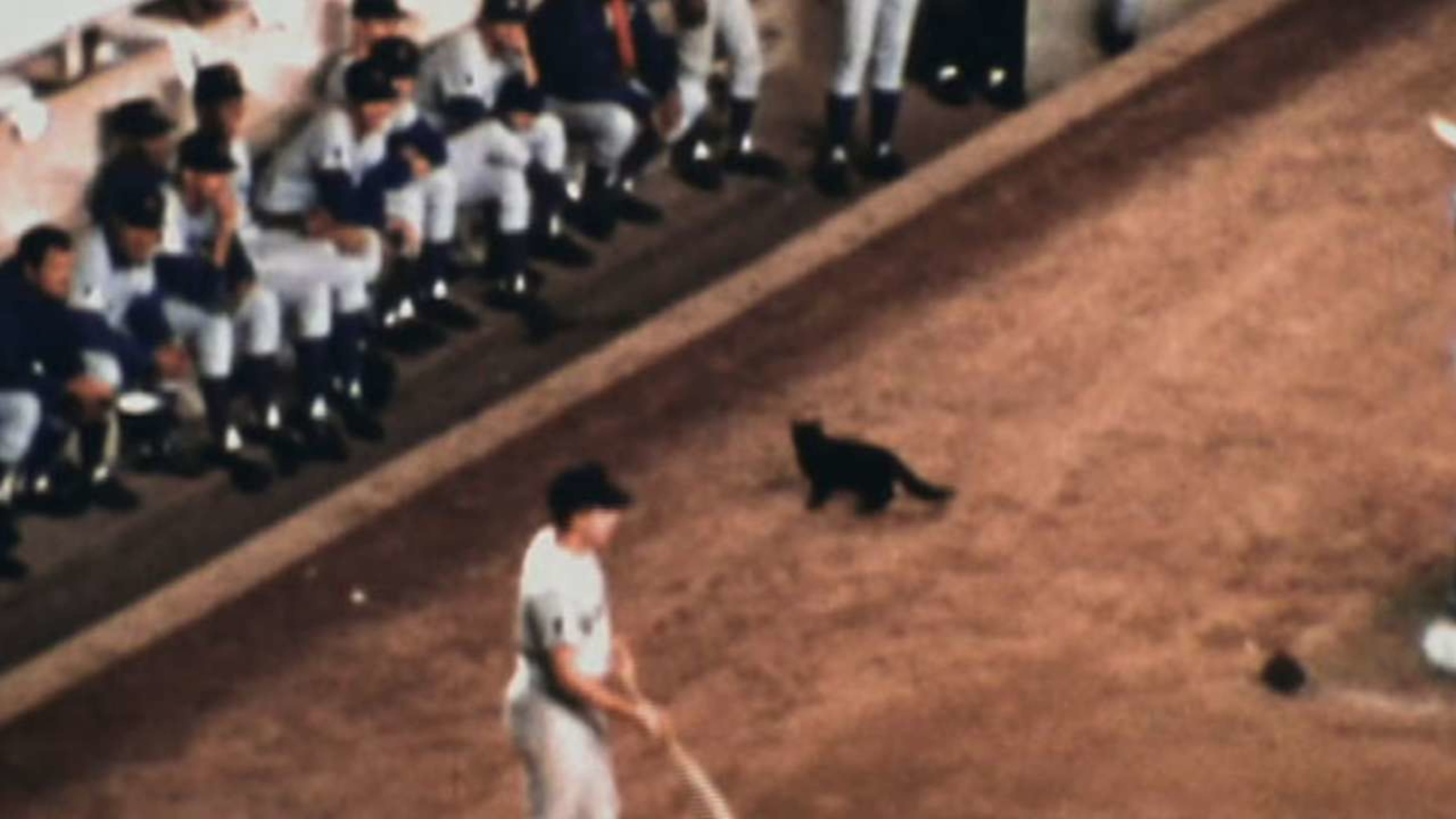cat baseball