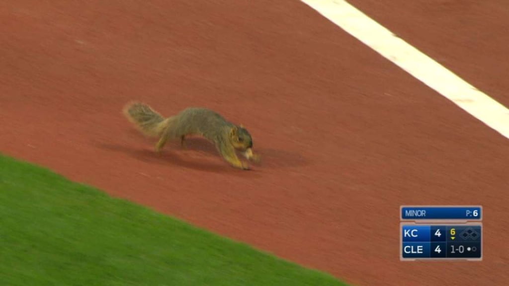 squirrel runs