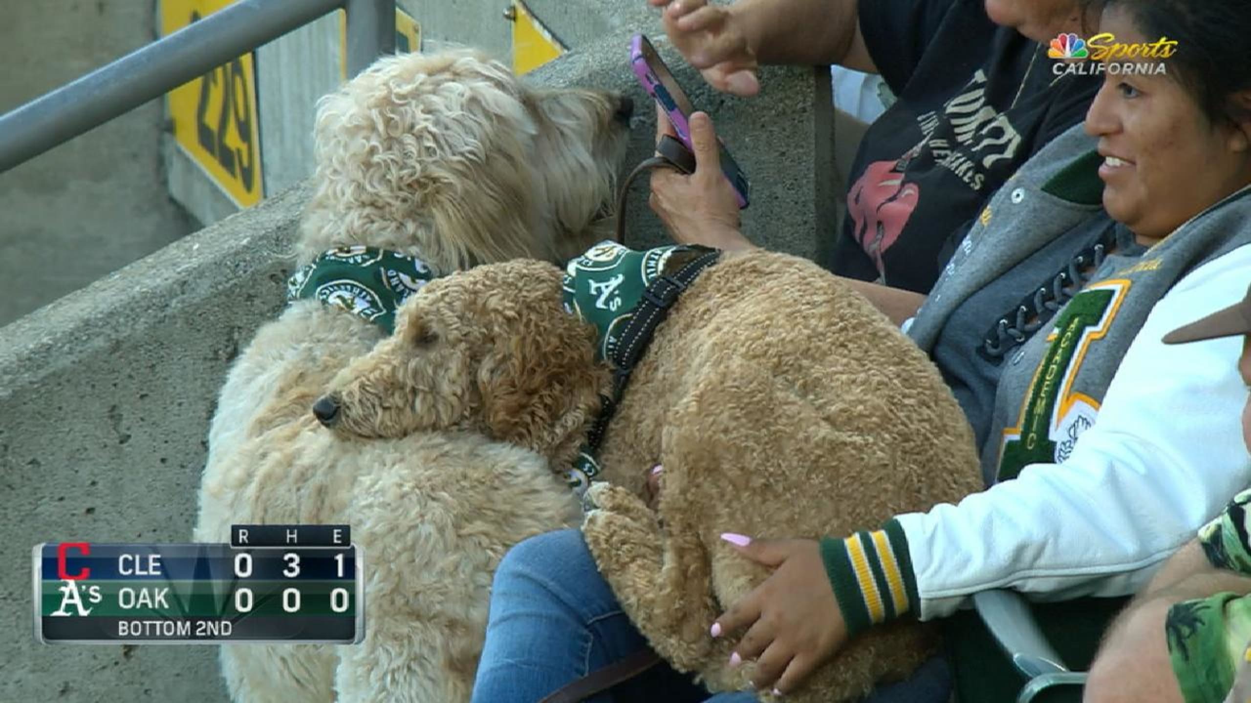 Fanáticos de Atléticos muestran su mascota