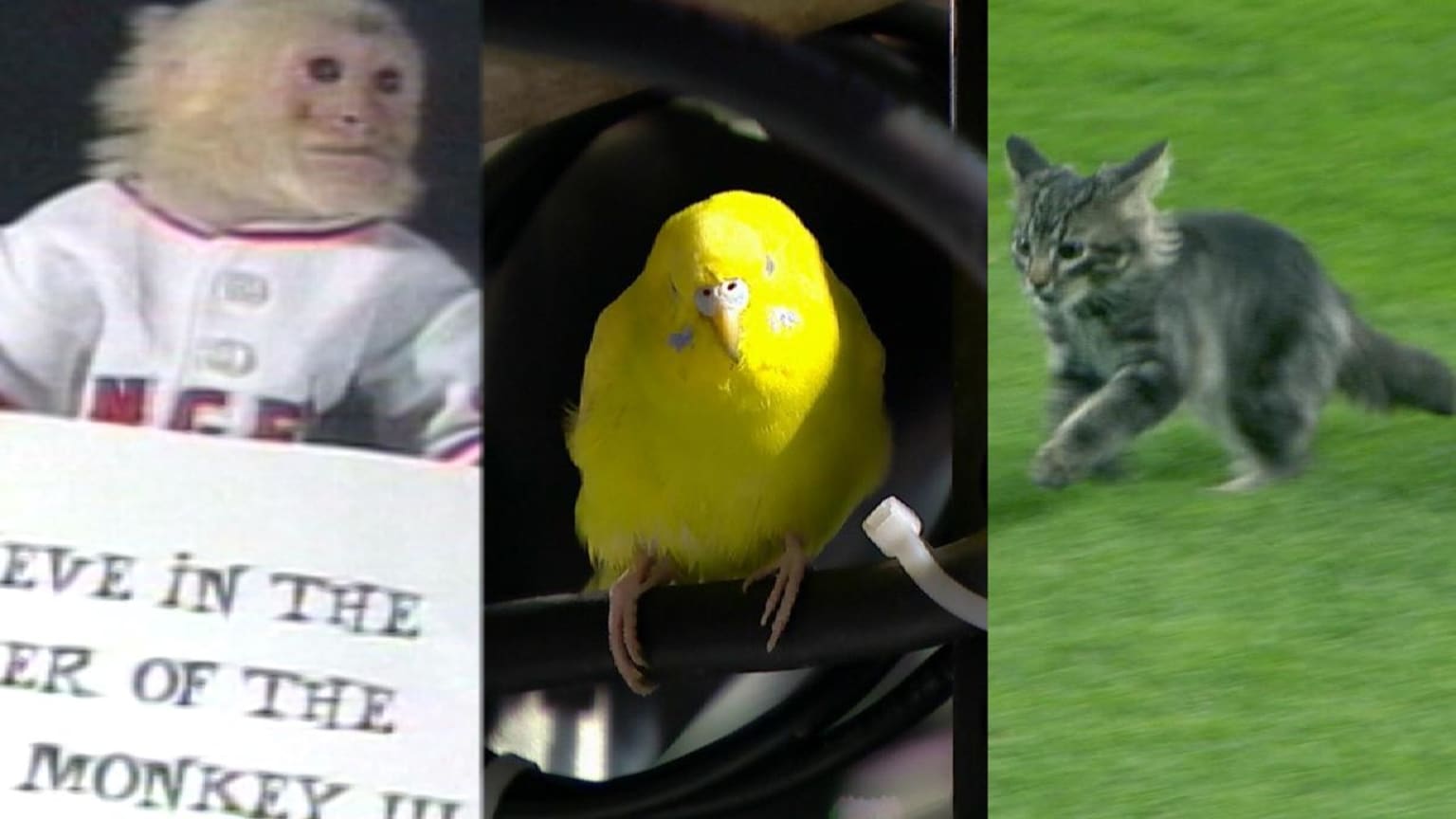 Rally animals start the party | 08/10/2017 | MLB.com