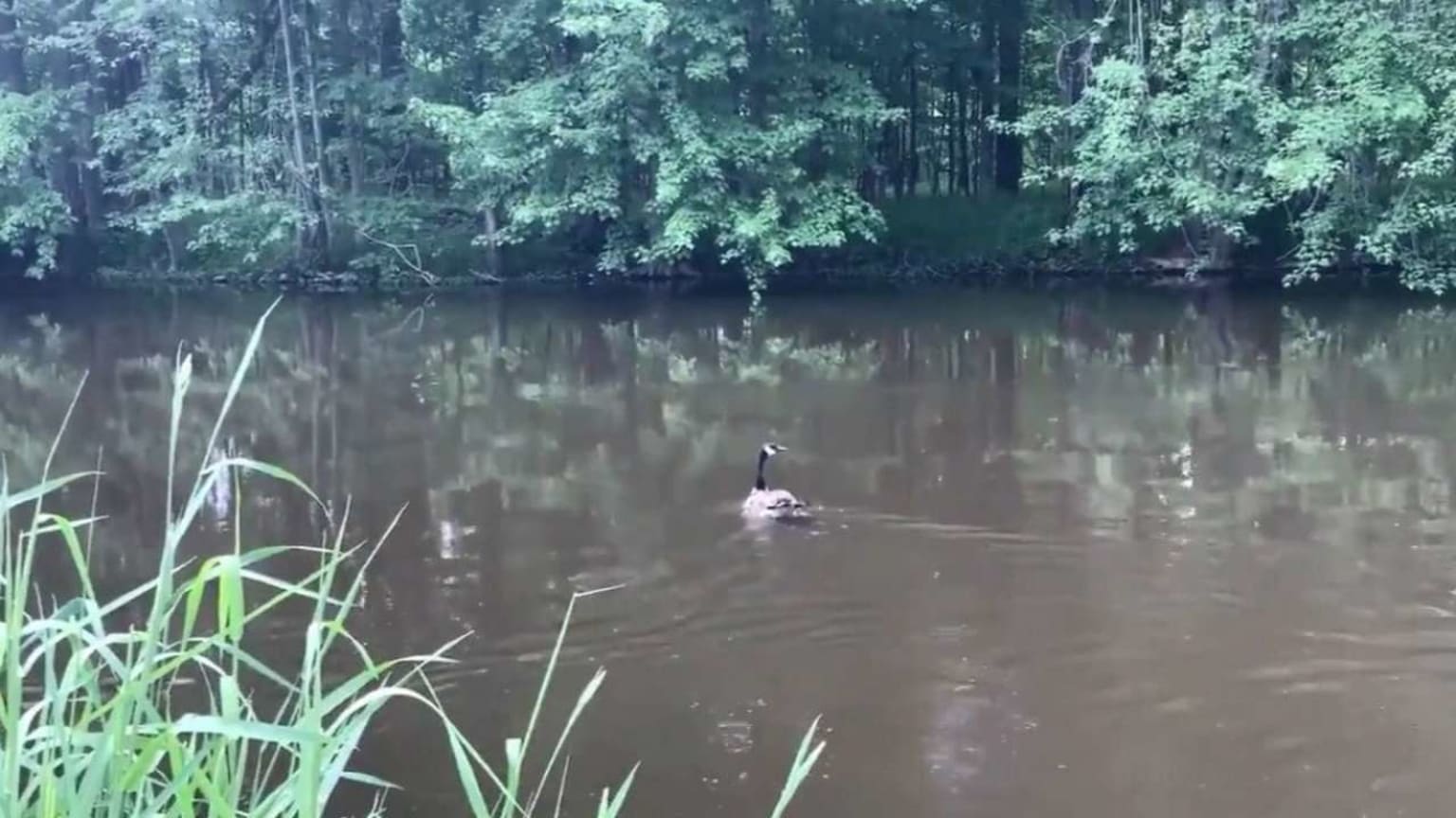 TOR@DET: Rally Goose released back into the wild | 06/01/2018 | Detroit ...