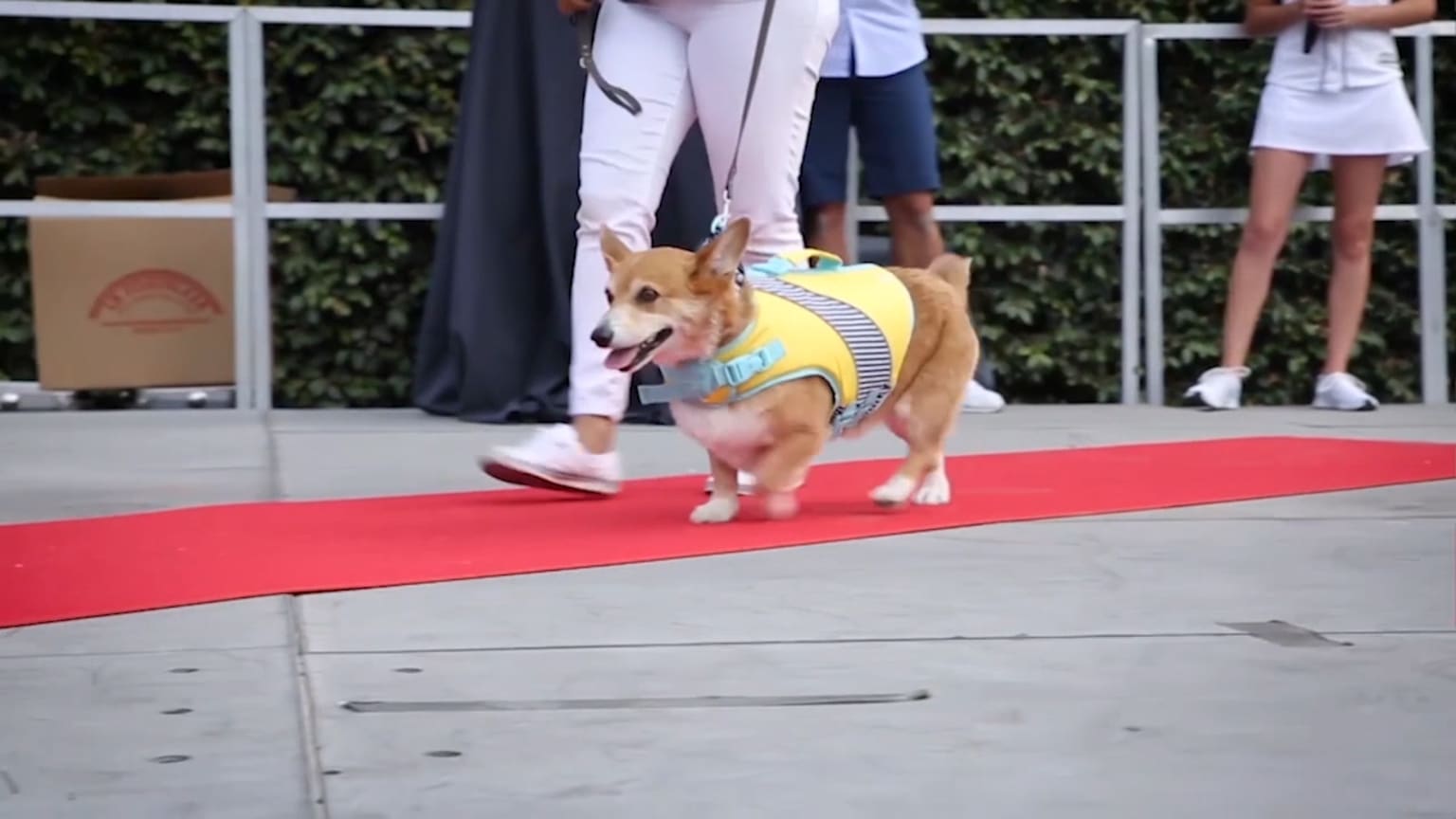 Dog Days of Summer | 05/18/2020 | San Diego Padres