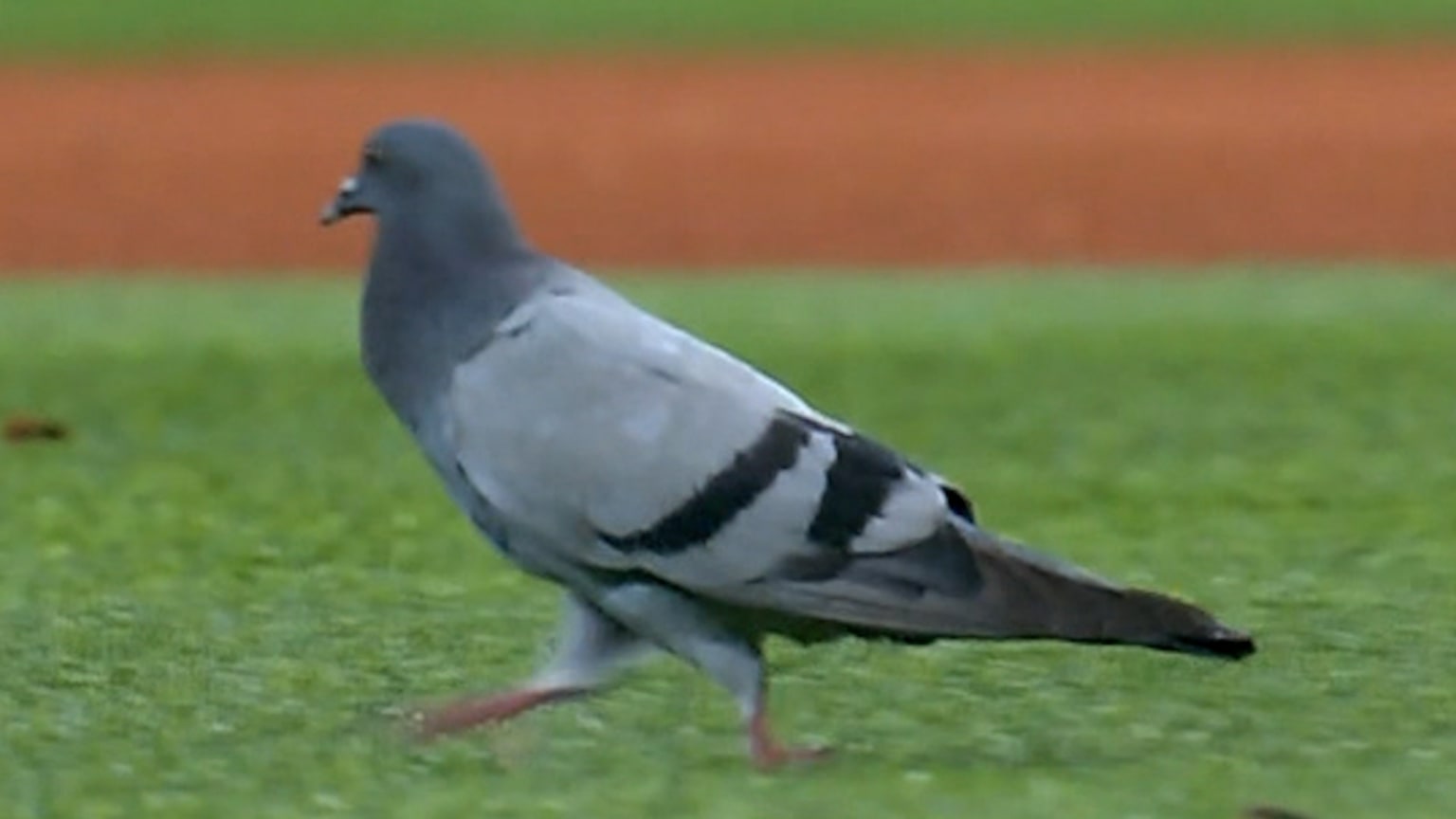 Pigeon joins in on the action during the 4th inning | 08/13/2022 ...