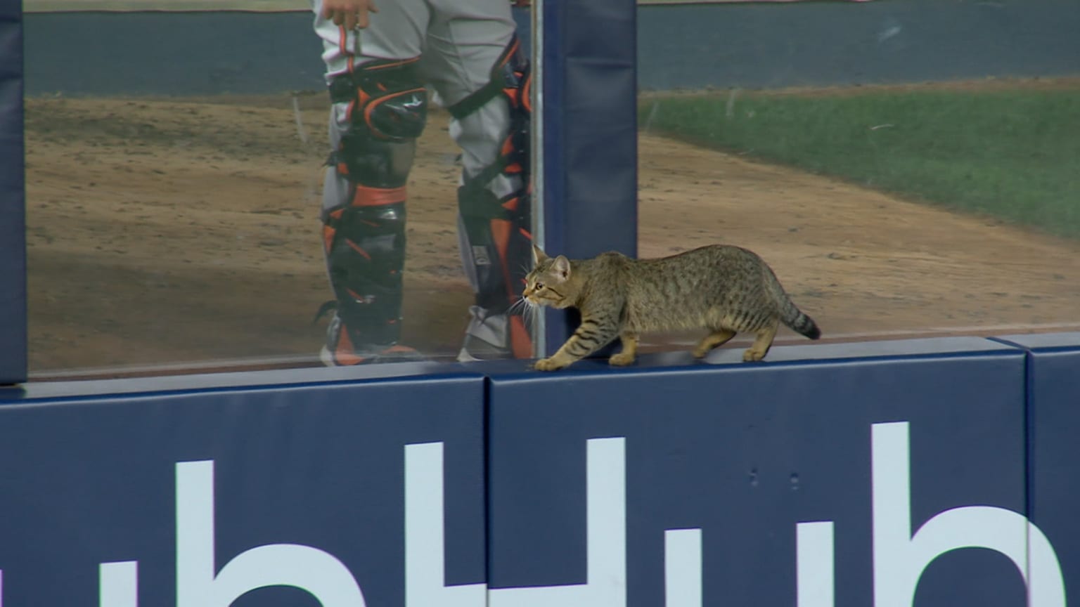 Cat flees security, roams around Yankee Stadium | 08/02/2021 | New York ...