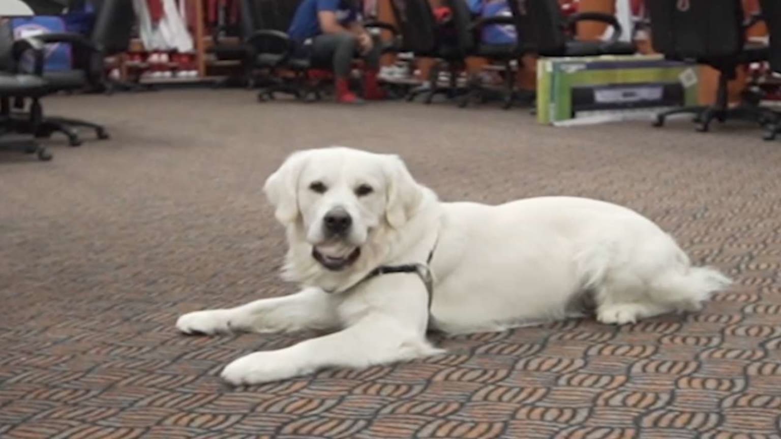Hoskins brings dog to ballpark | 03/15/2019 | MLB.com