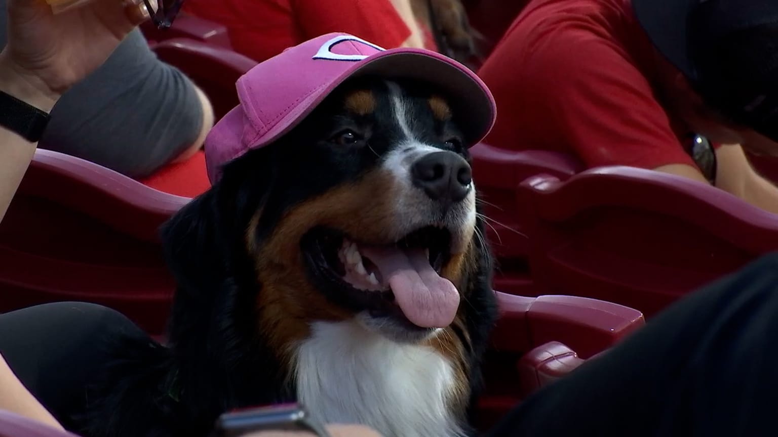 Fans bring their pet dogs to Cinncinati | 08/05/2021 | Cincinnati Reds