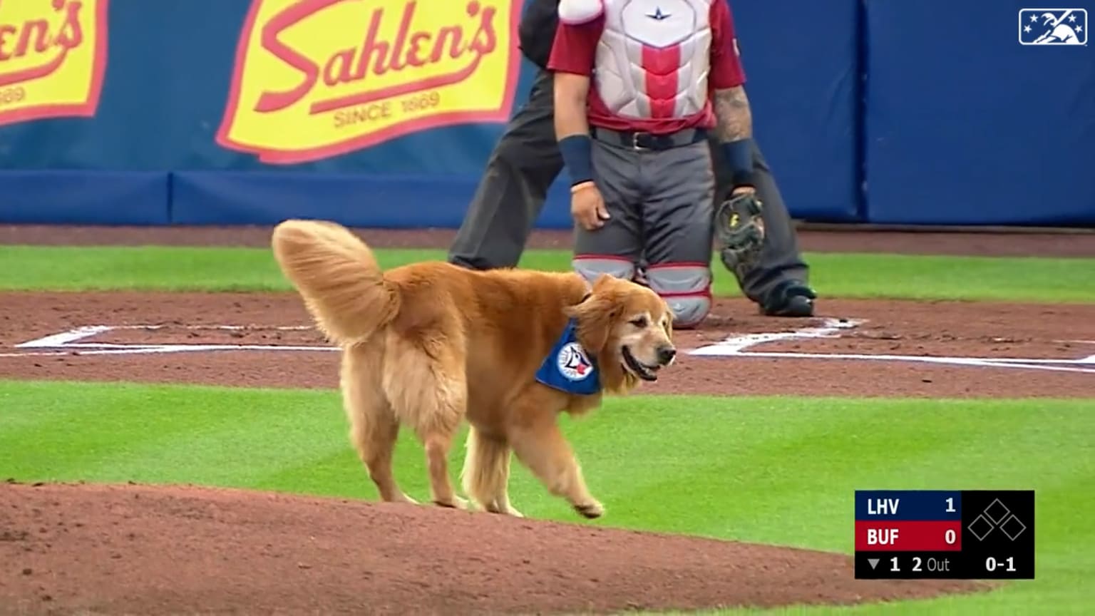 Trenton bat dog Rookie interrupts game in Buffalo | 09/23/2021 ...