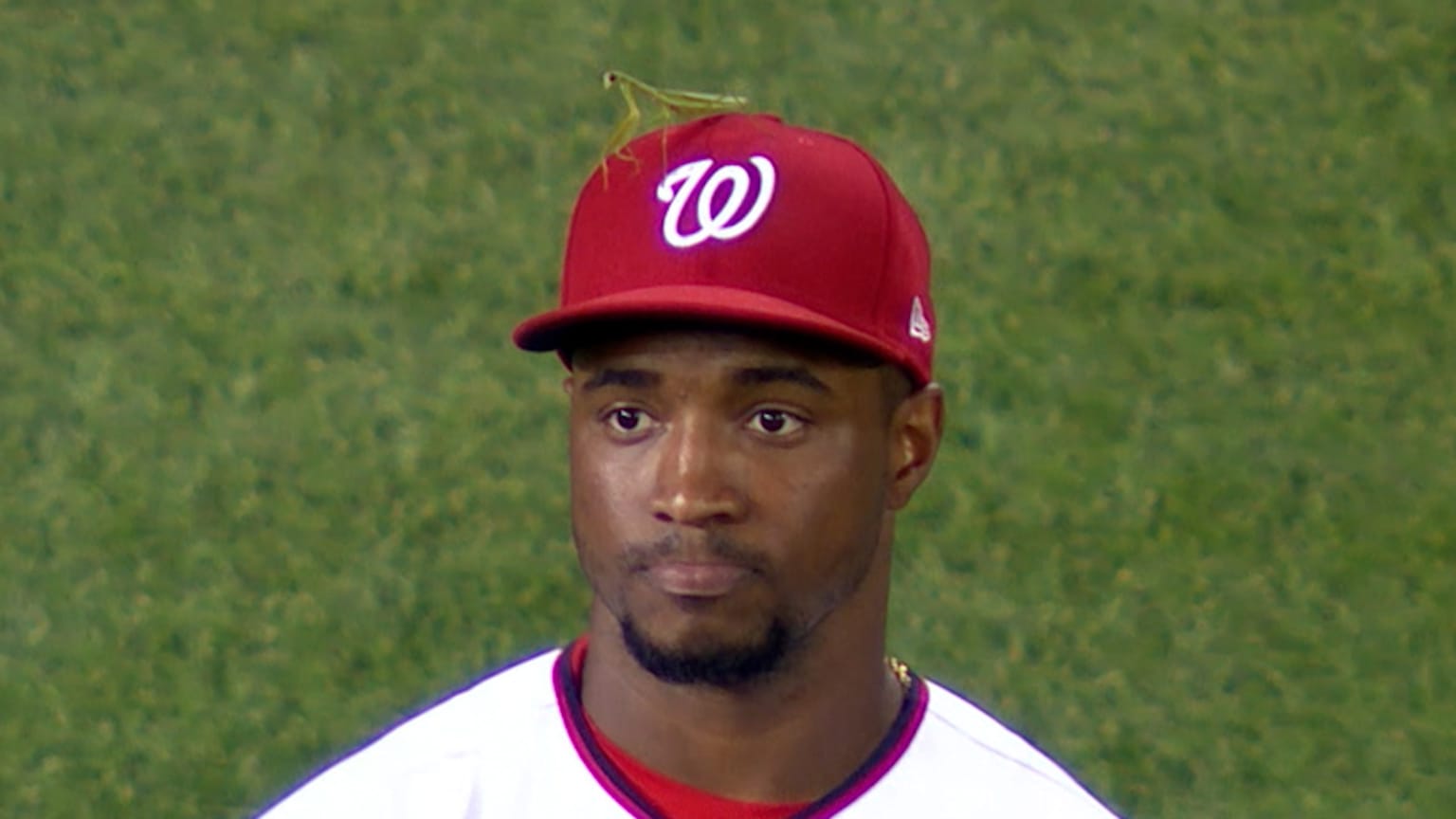 A praying mantis sits on Victor Robles' hat | 08/02/2021 | Arizona ...