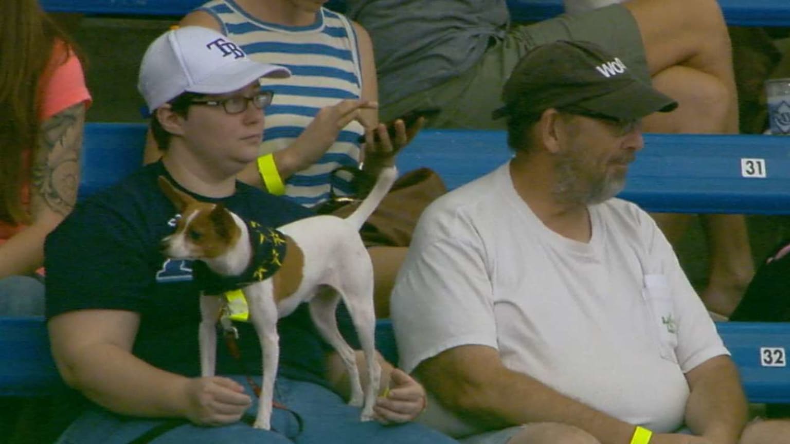 CWS@TB: Pups enjoy the Rays game during Dog Day | 04/17/2016 | Tampa ...
