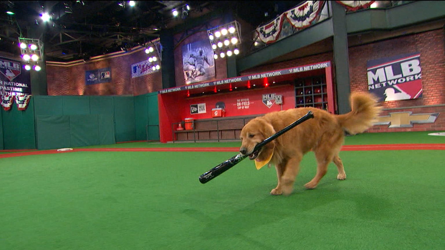 Rookie, the Bat Dog makes good boy predictions 🐶 | 02/25/2020 ...