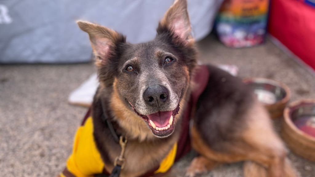 The Paw Squad | San Diego Padres