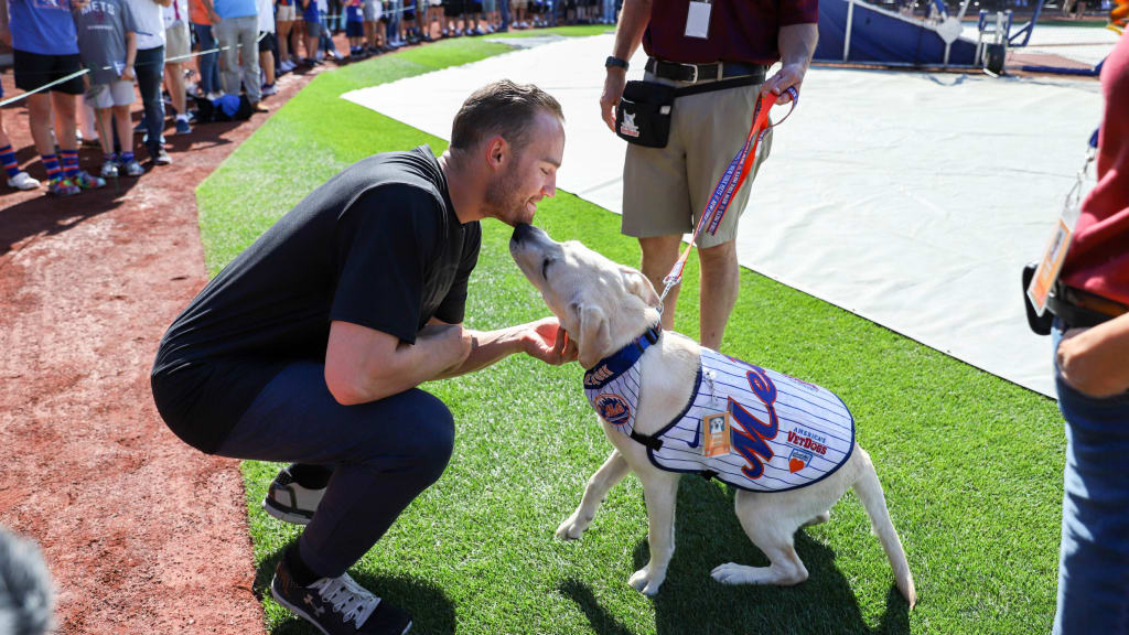 Amazin' Mets Foundation Mets Vet Dog | New York Mets