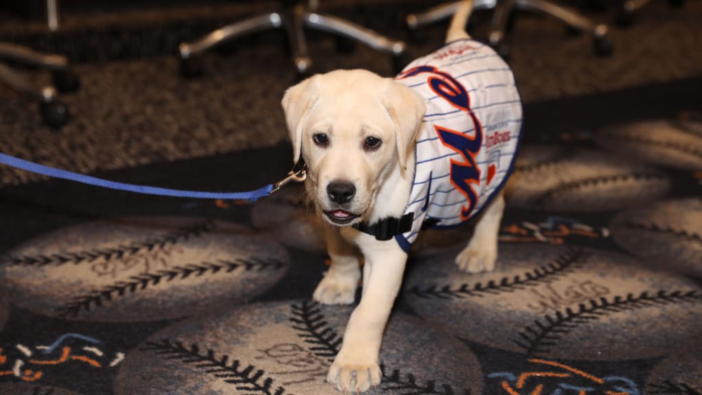 Amazin' Mets Foundation Mets Vet Dog | New York Mets
