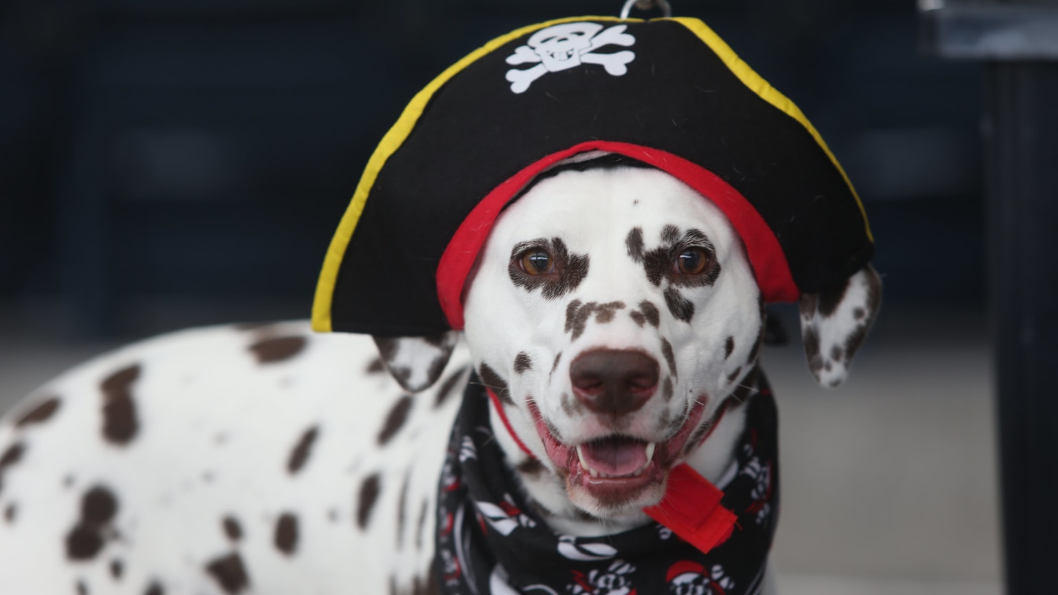 Pup Nights | Pittsburgh Pirates