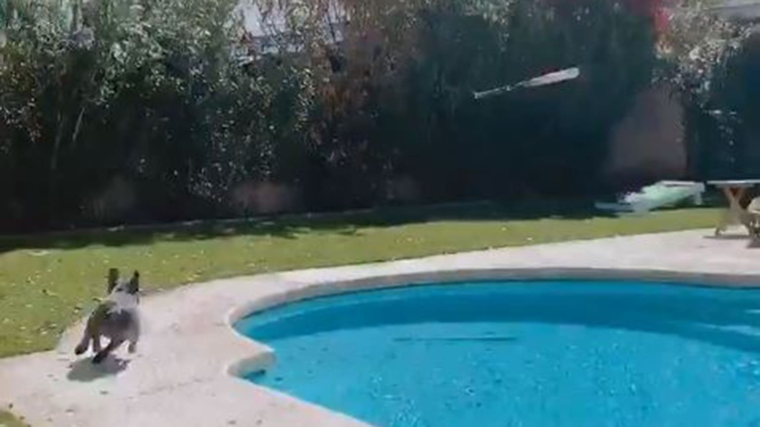 Dog plays fetch with a baseball bat