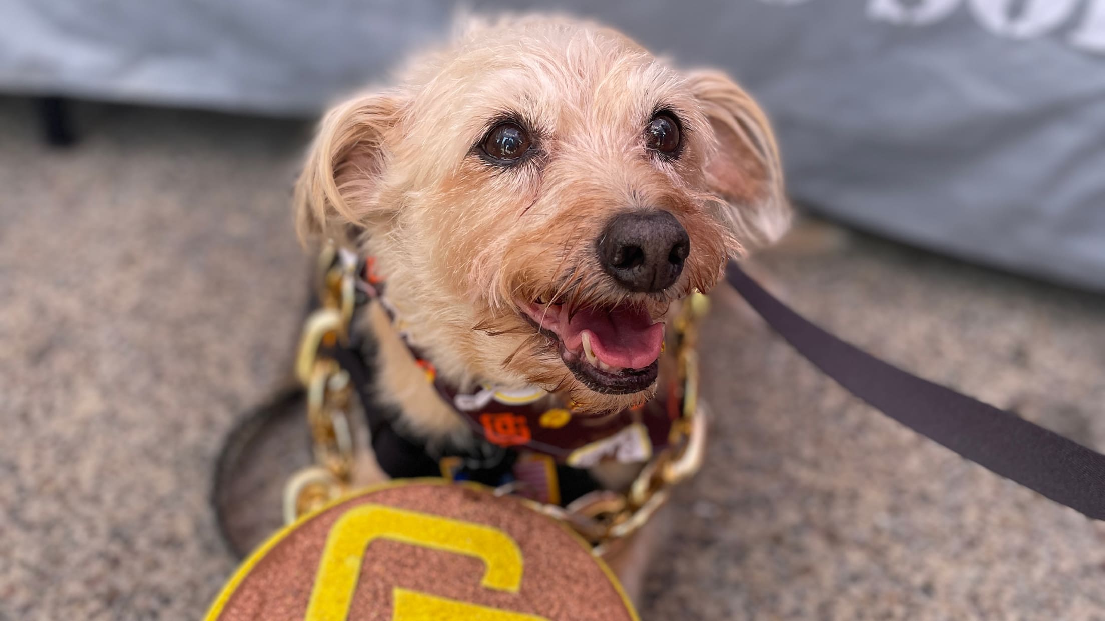 The Paw Squad | San Diego Padres
