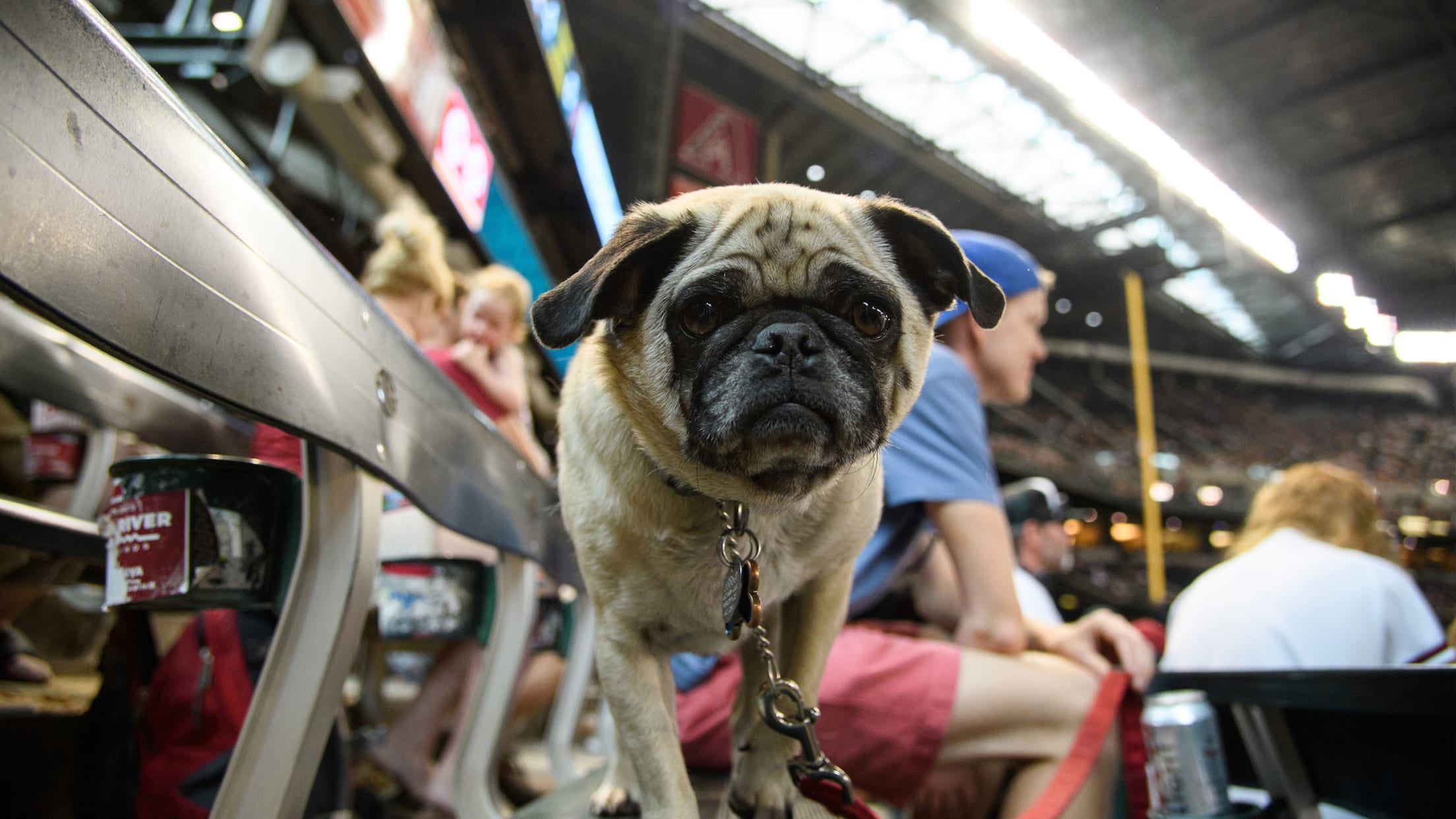 Bark at the Park | Arizona Diamondbacks