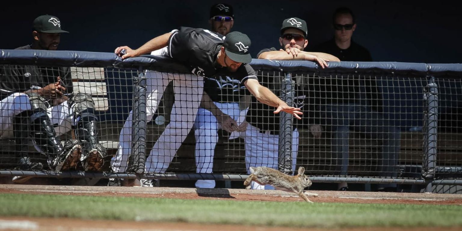 A rabbit crashing a Minor League team's Bark in the Park Day almost ...