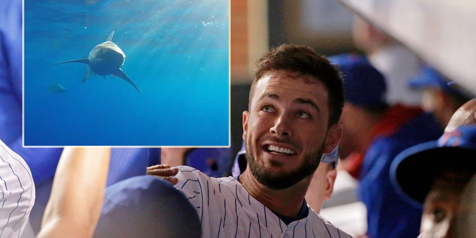 Cubs Kris Bryant swims with sharks in Hawaii