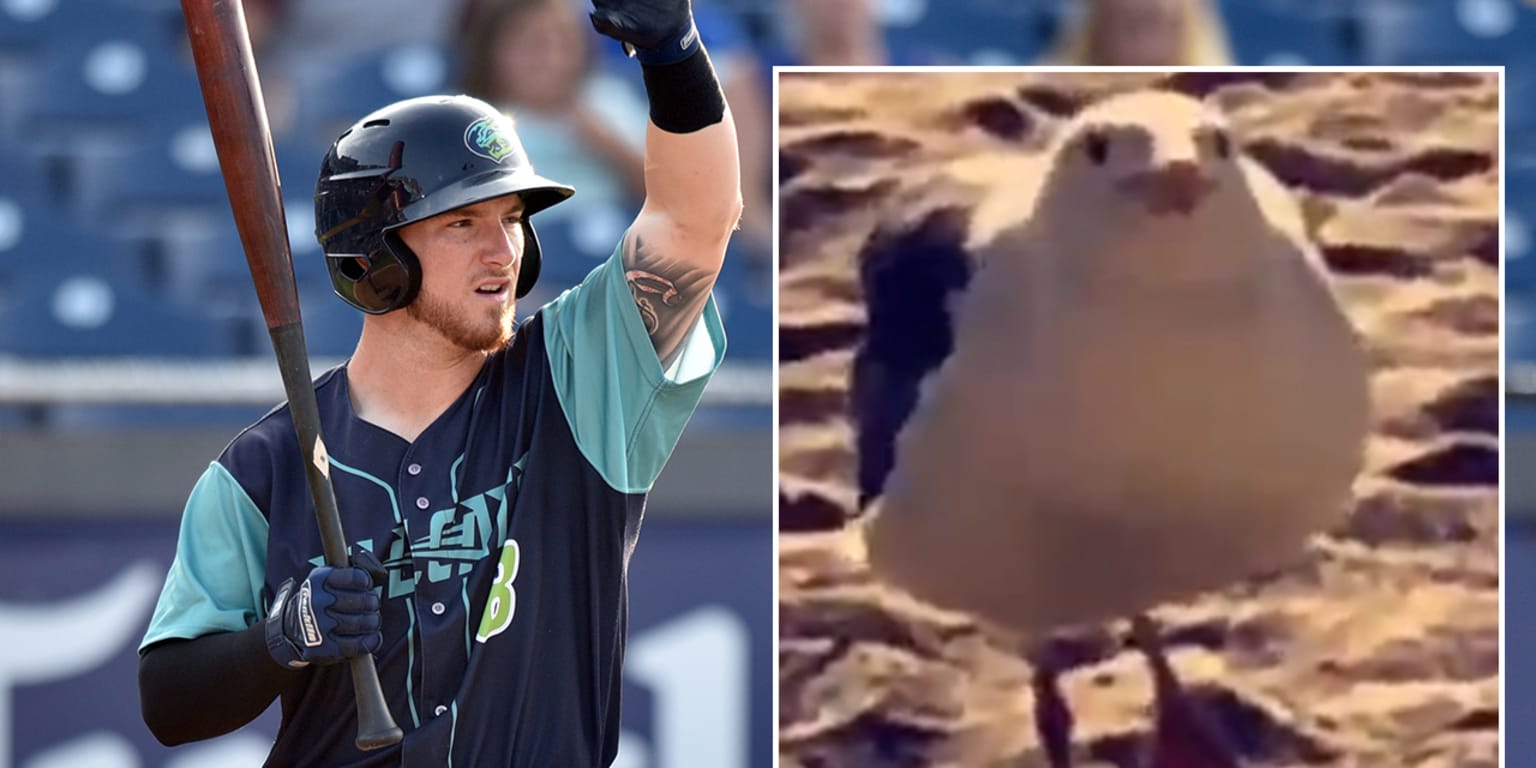 This Minor Leaguer said what's up to a bird on the beach and the bird ...