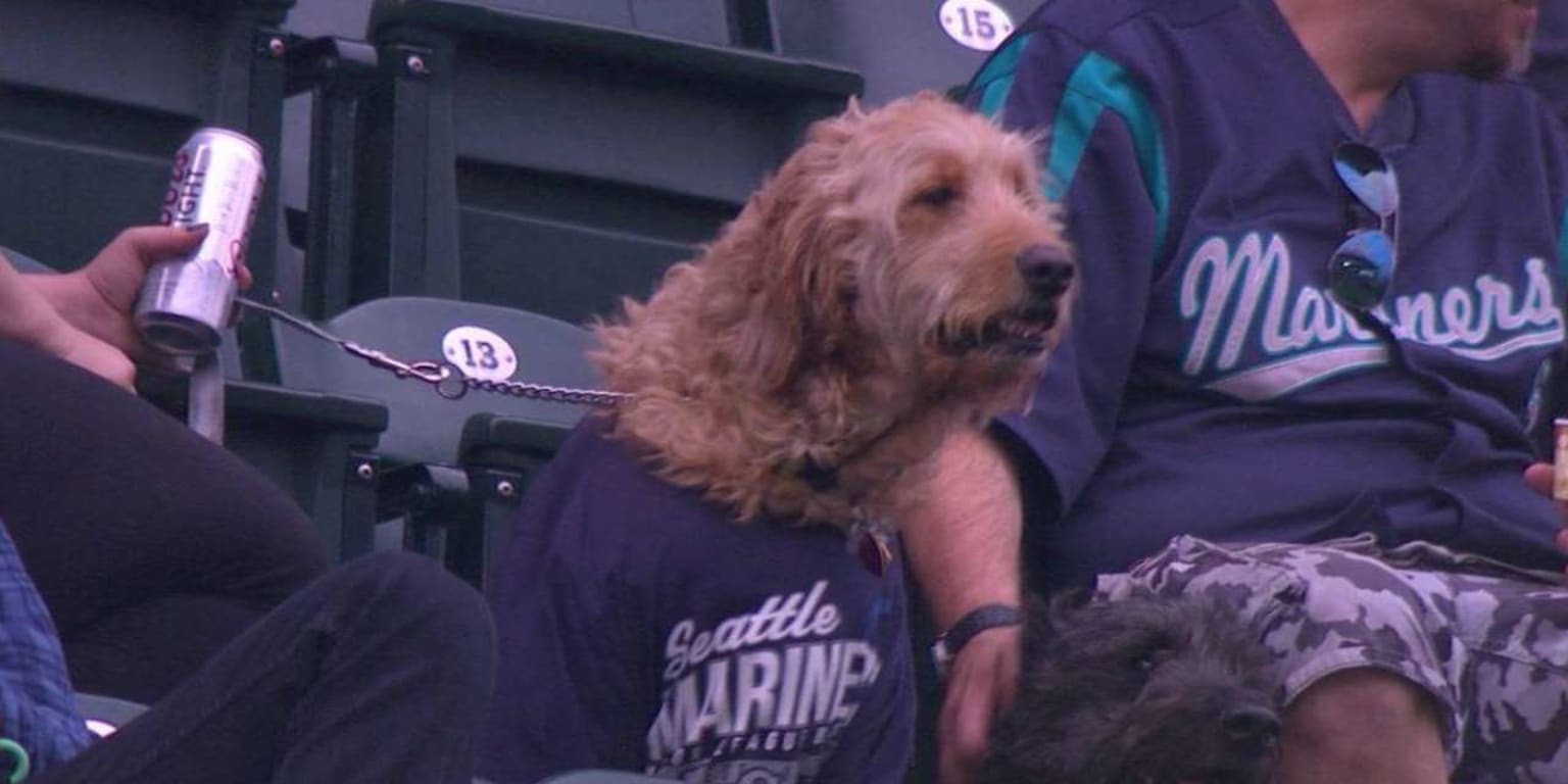 Stare deep into the eyes of these Mariners fans' dogs and feel the joy ...