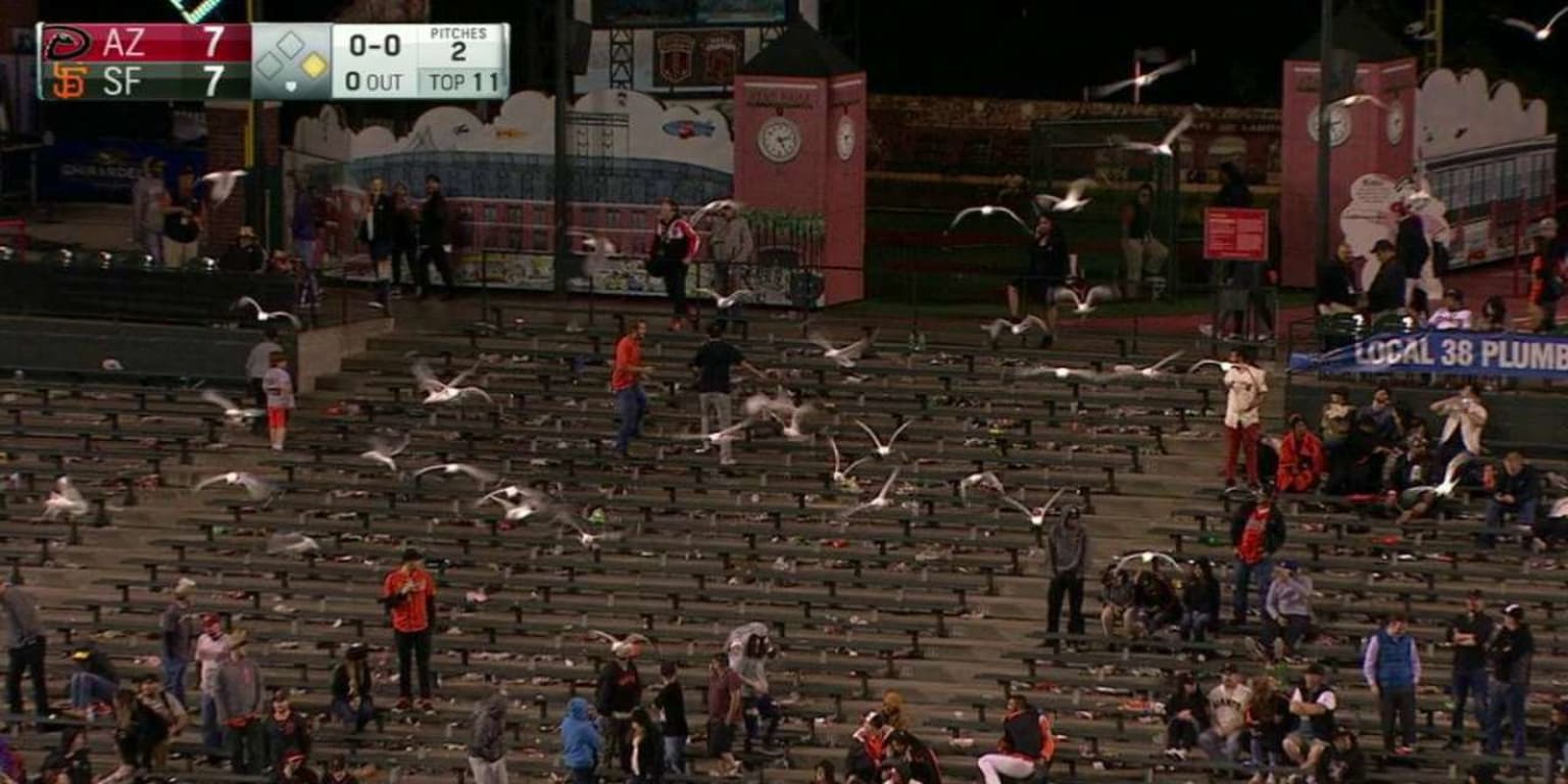 Seagulls have taken over AT&T Park, and we'll probably never see it ...