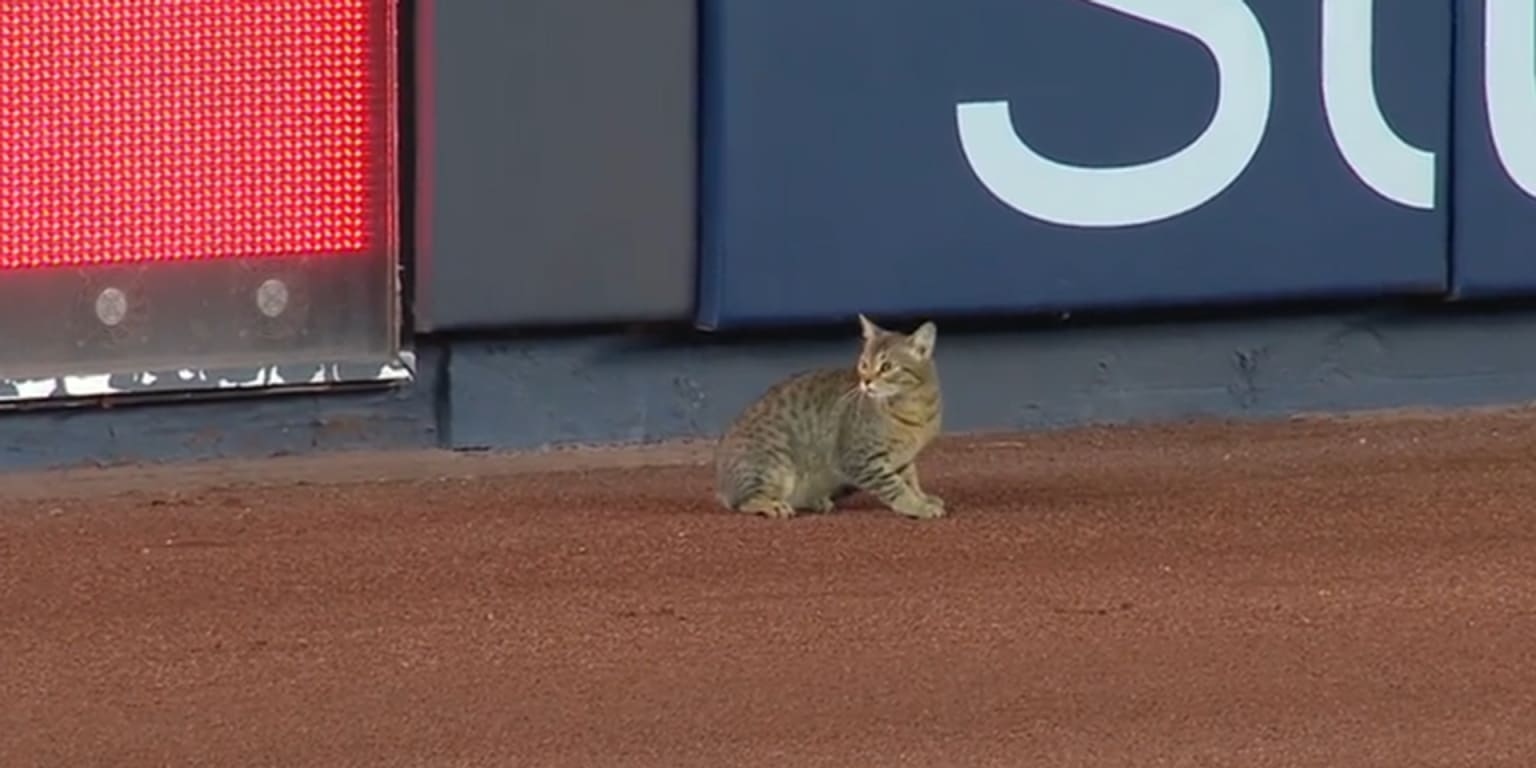 Cat on the field at Yankee Stadium