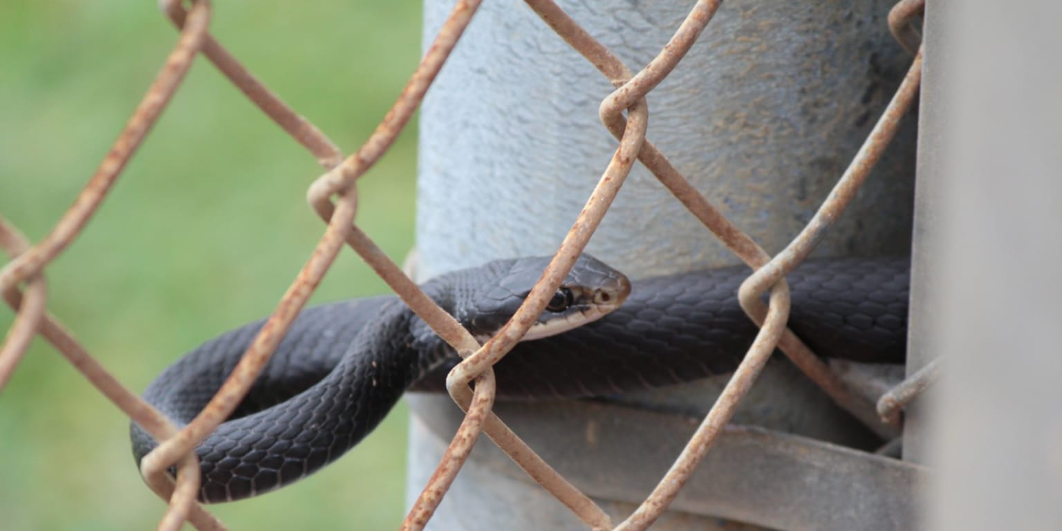 A sneaky snake upstaged A-Rod at Mets Spring Training | MLB.com